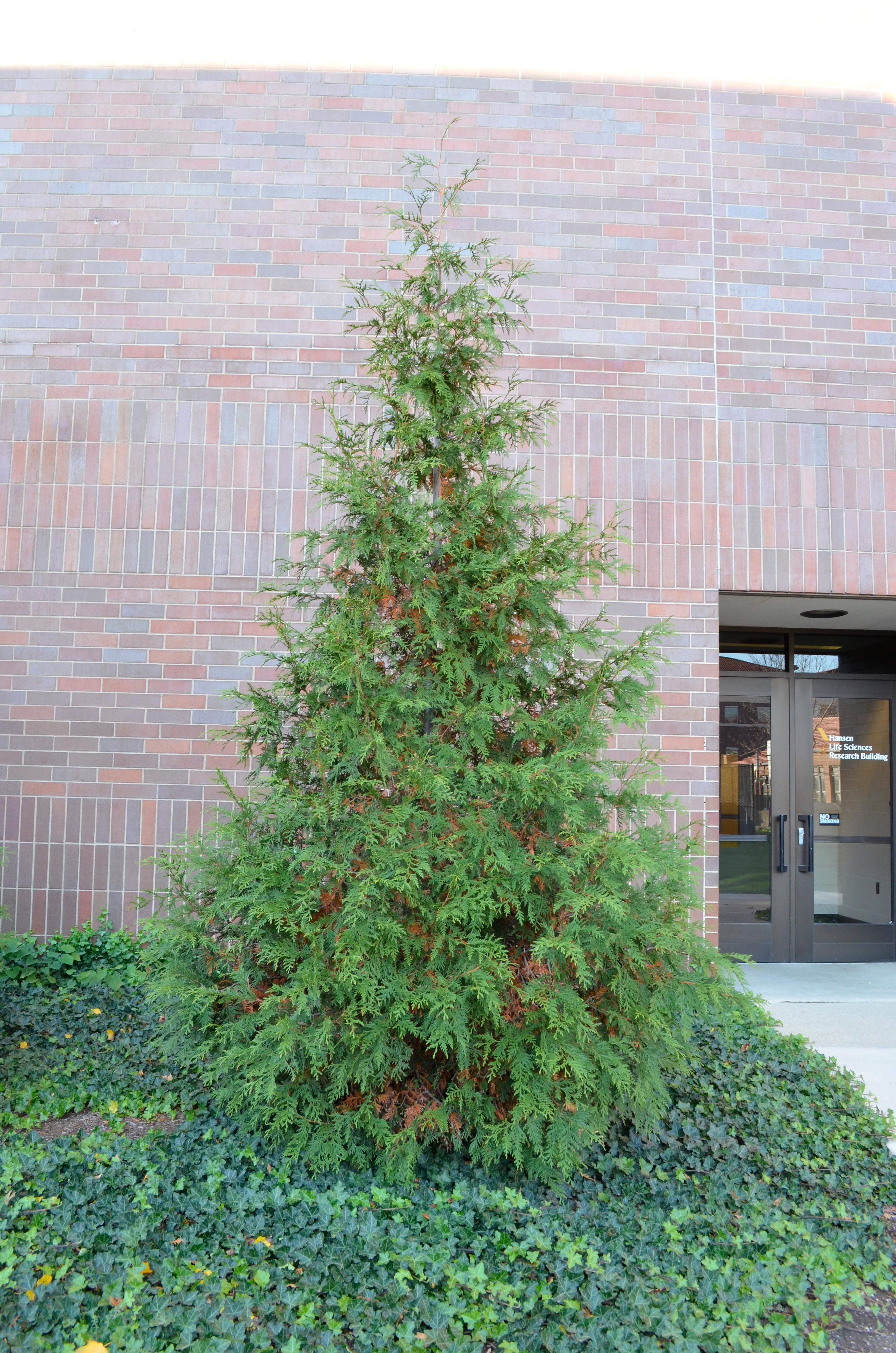 Thuja plicata ‘Green Giant’ – Purdue Arboretum Explorer