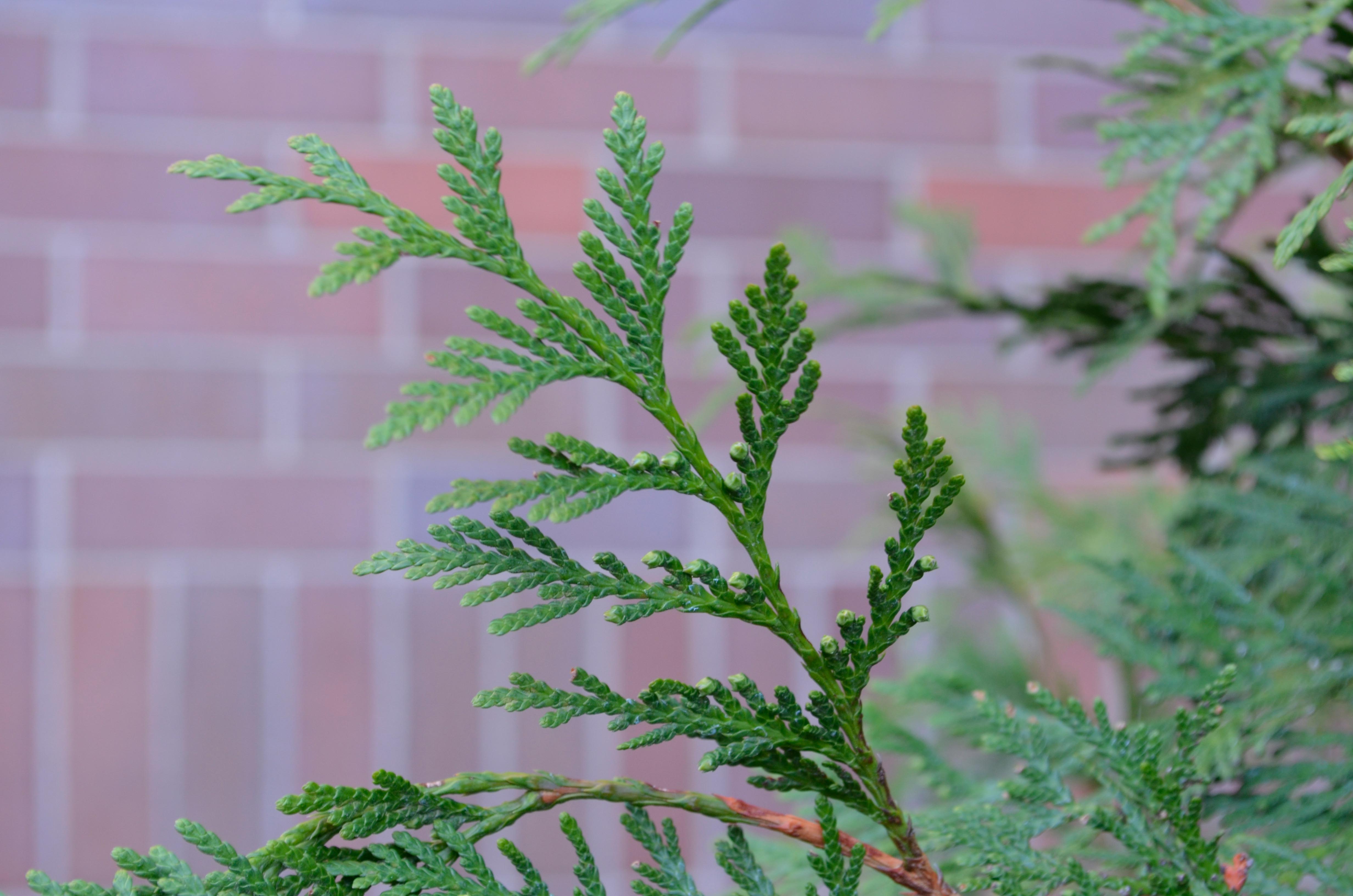Thuja plicata ‘Green Giant’ – Purdue Arboretum Explorer