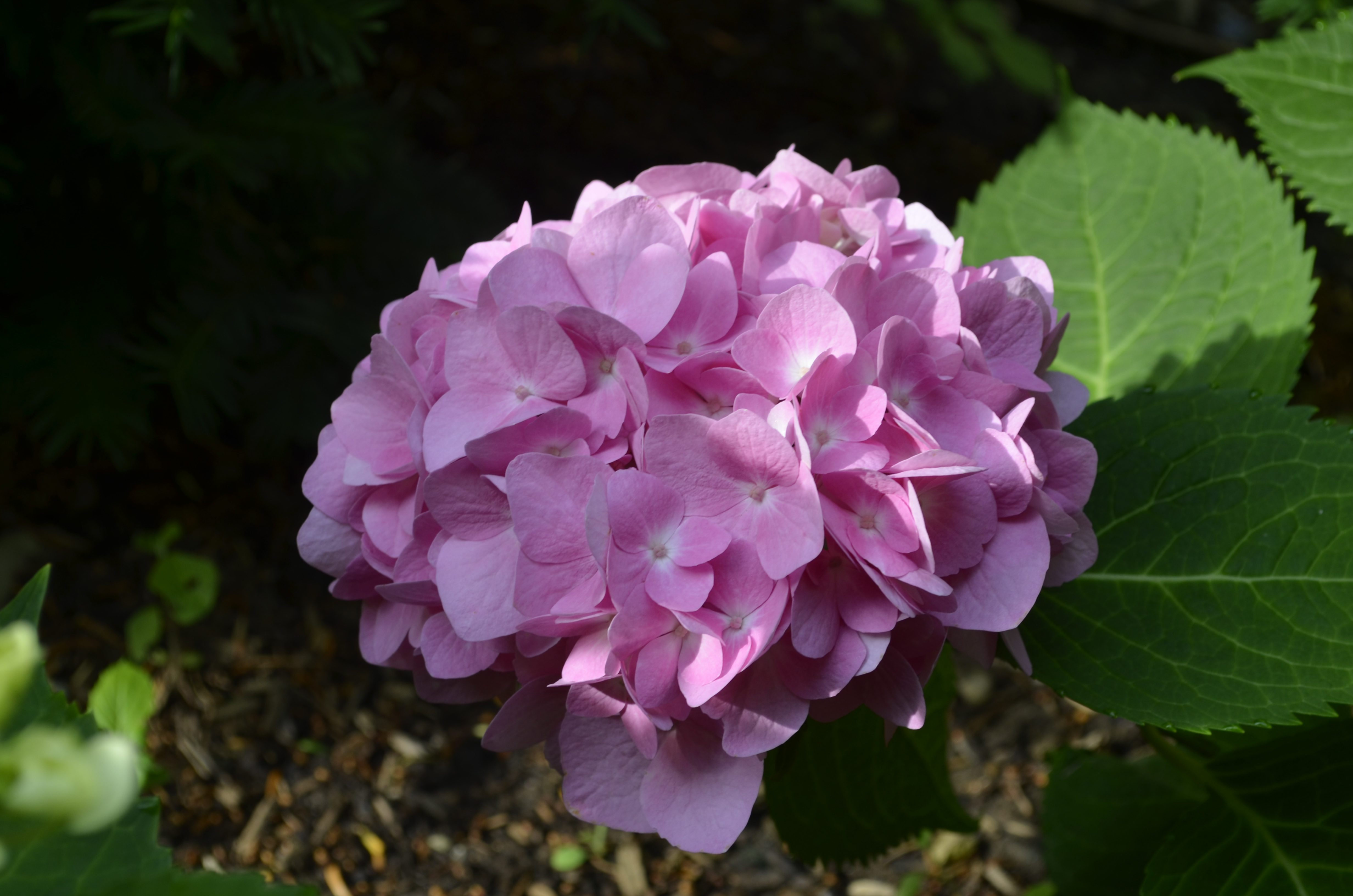Hydrangea macrophylla ‘Robert’ [sold as Let’s Dance Moonlight ...