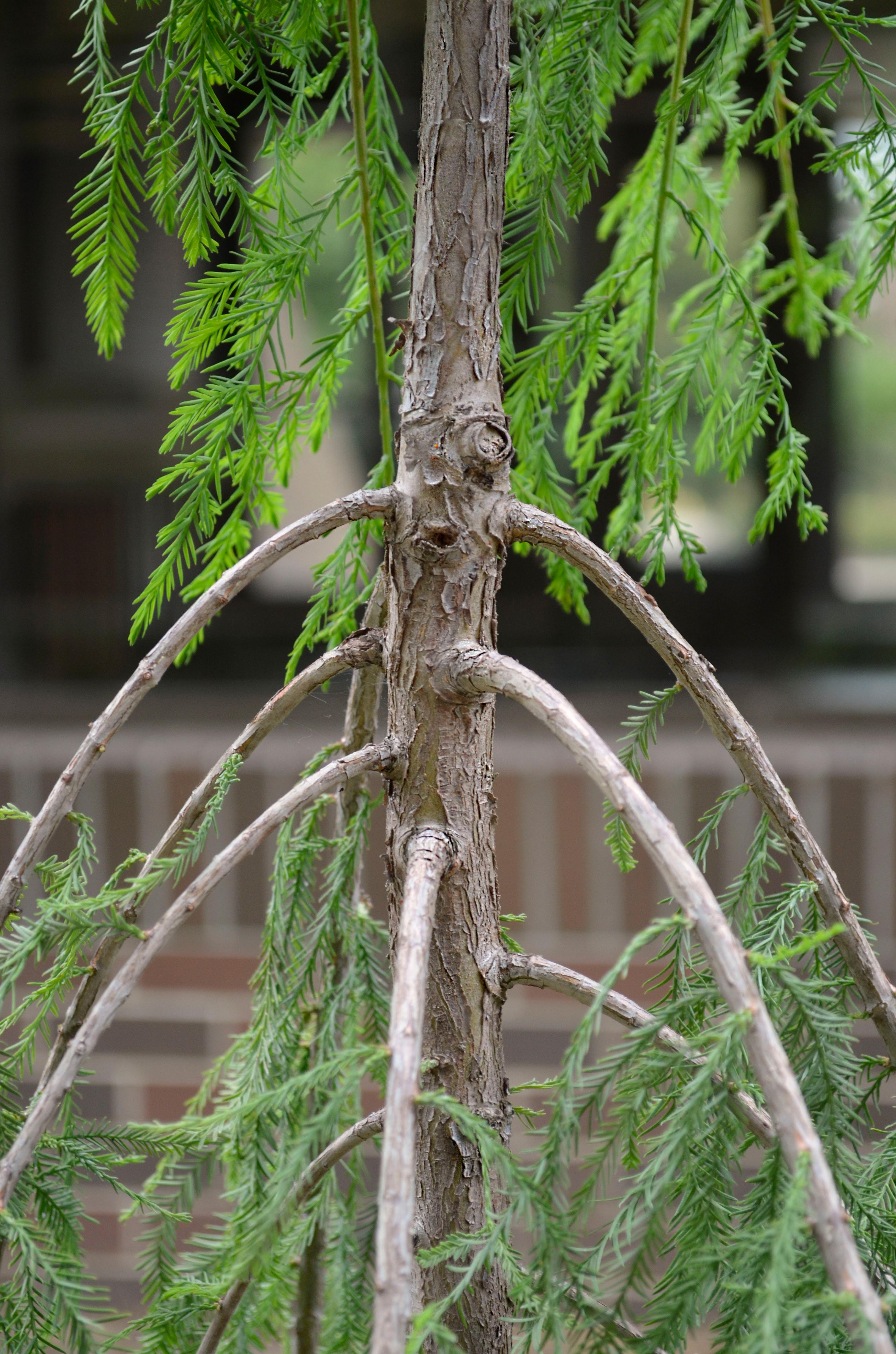 Taxodium distichum ‘Falling Waters’ – Purdue Arboretum Explorer