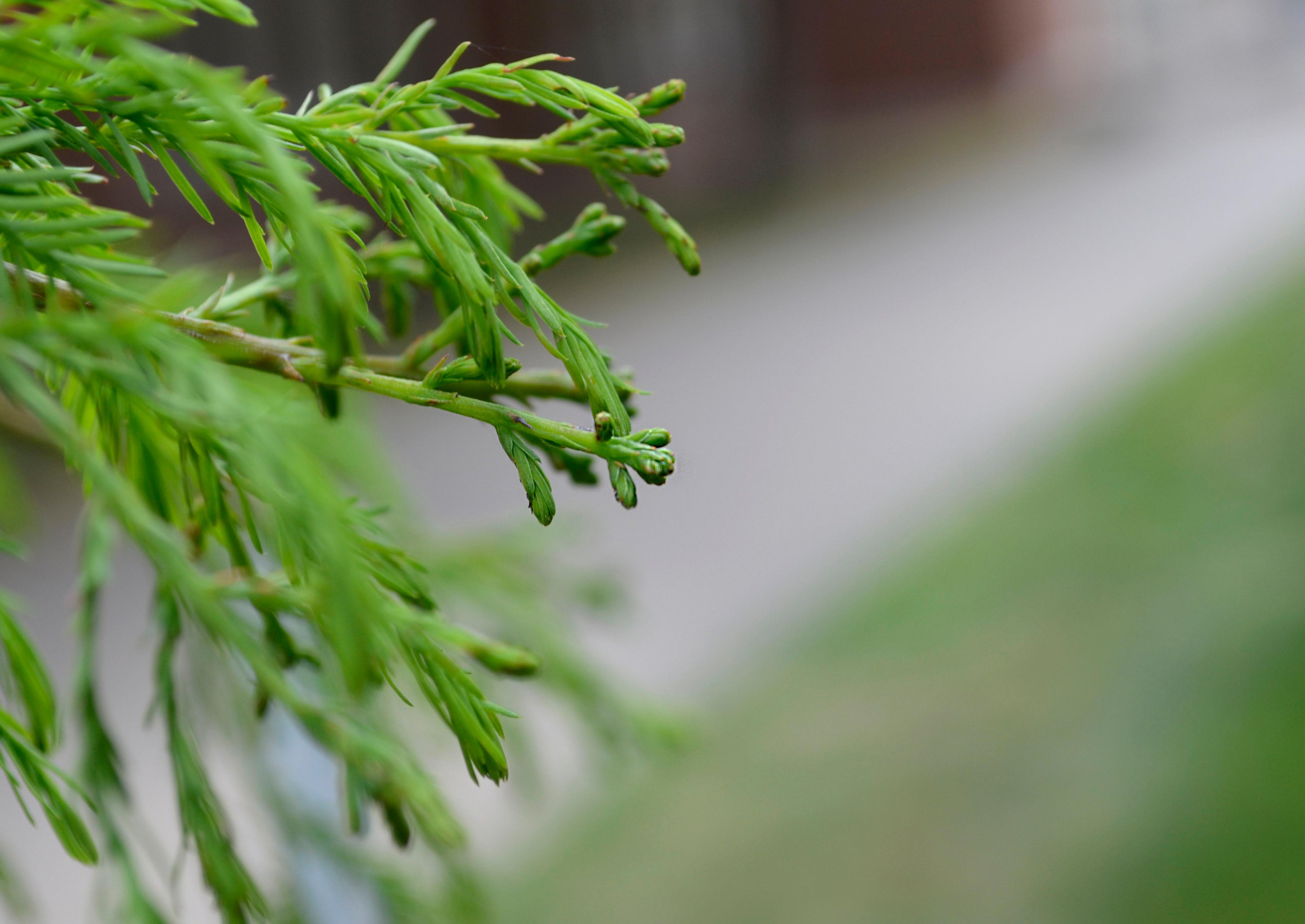 Taxodium distichum ‘Falling Waters’ – Purdue Arboretum Explorer
