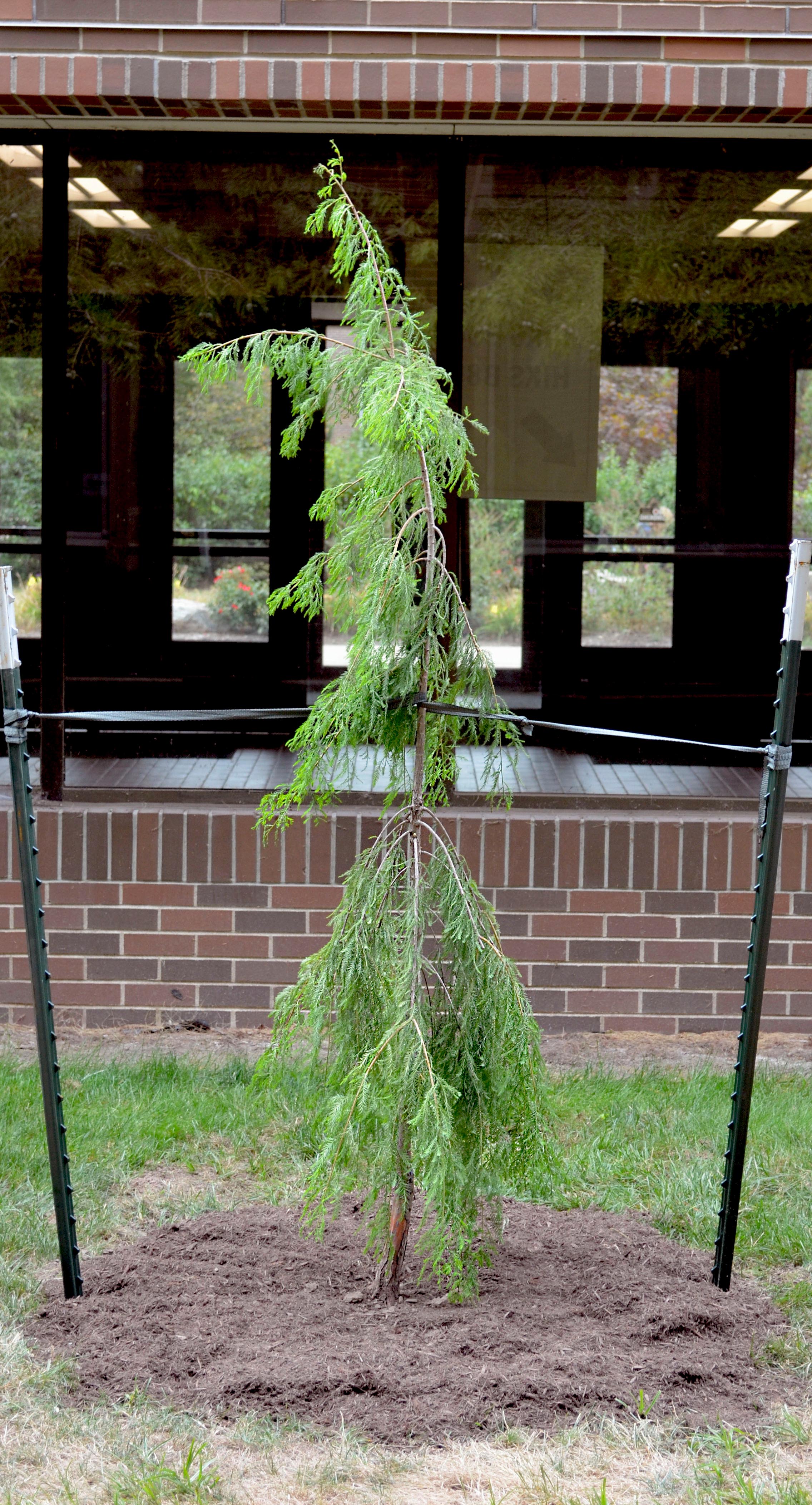 Taxodium distichum ‘Falling Waters’ – Purdue Arboretum Explorer