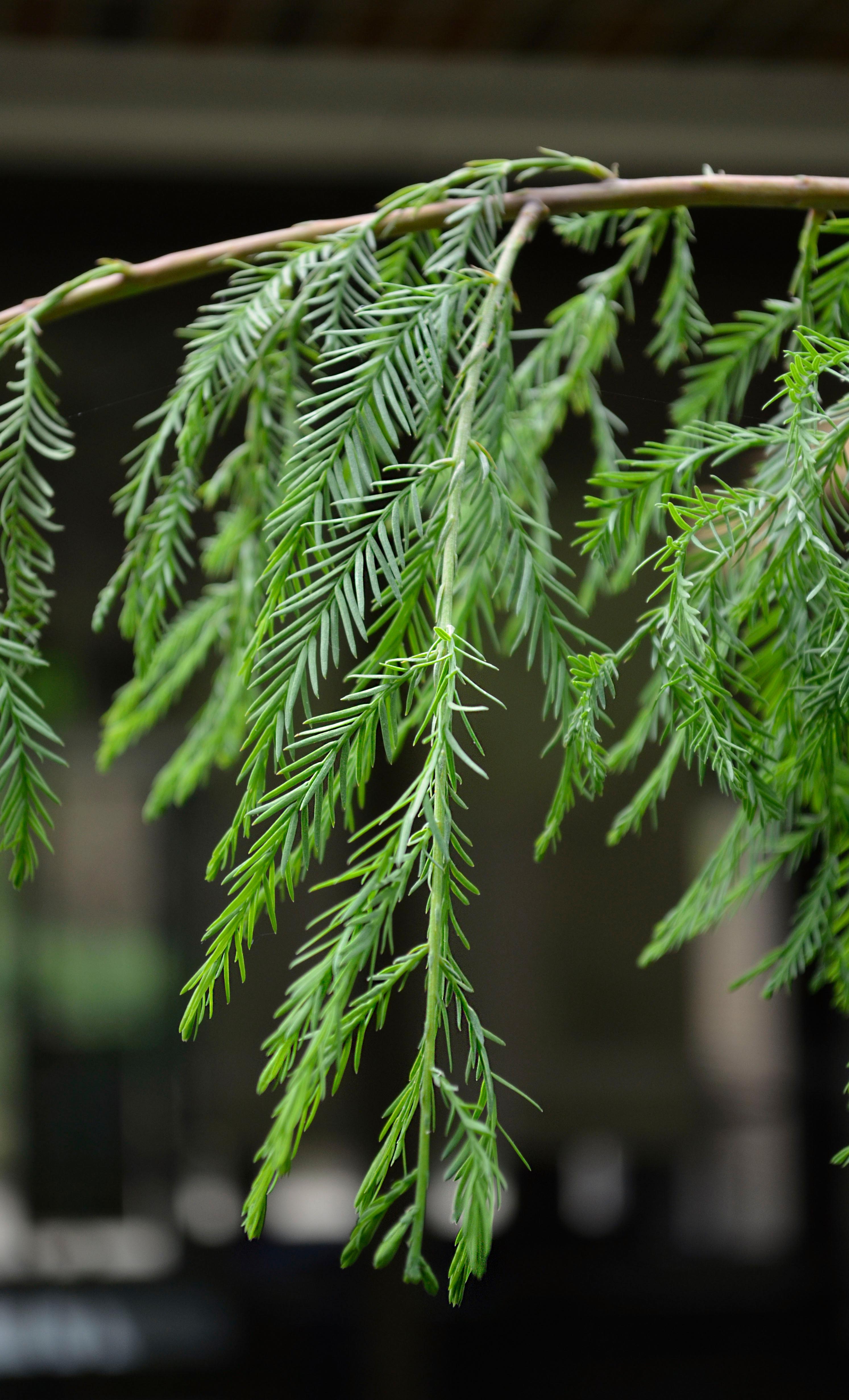 Taxodium distichum ‘Falling Waters’ – Purdue Arboretum Explorer