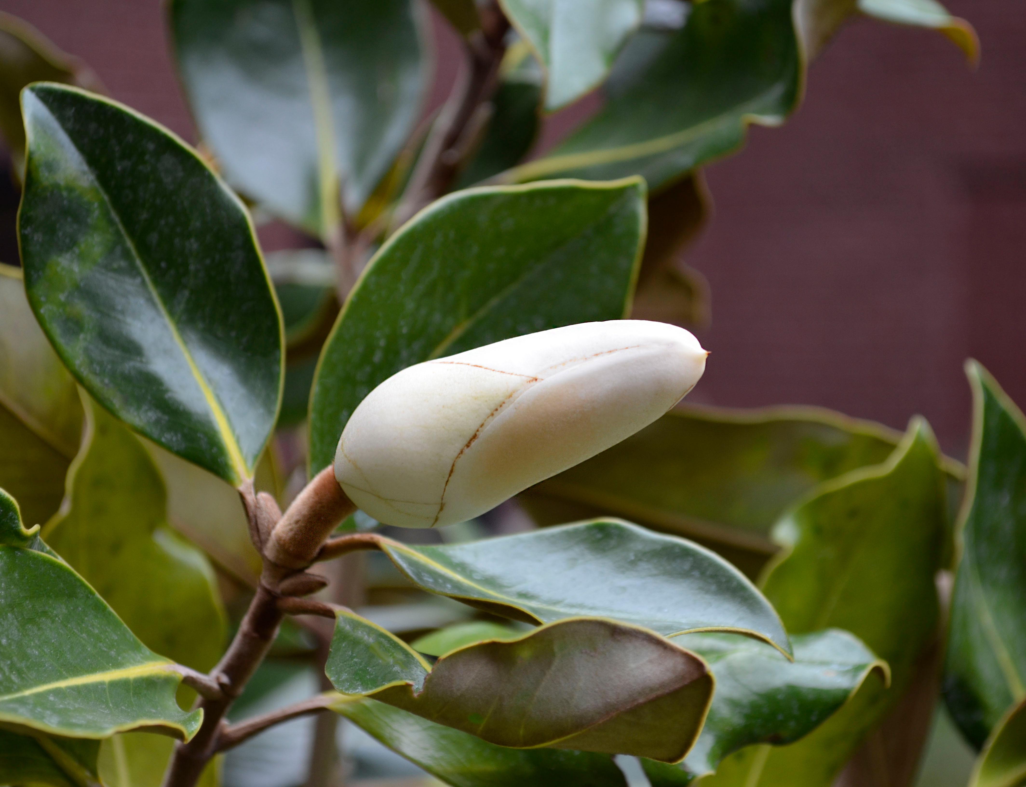 Magnolia grandiflora ‘Little Gem’ – Purdue Arboretum Explorer