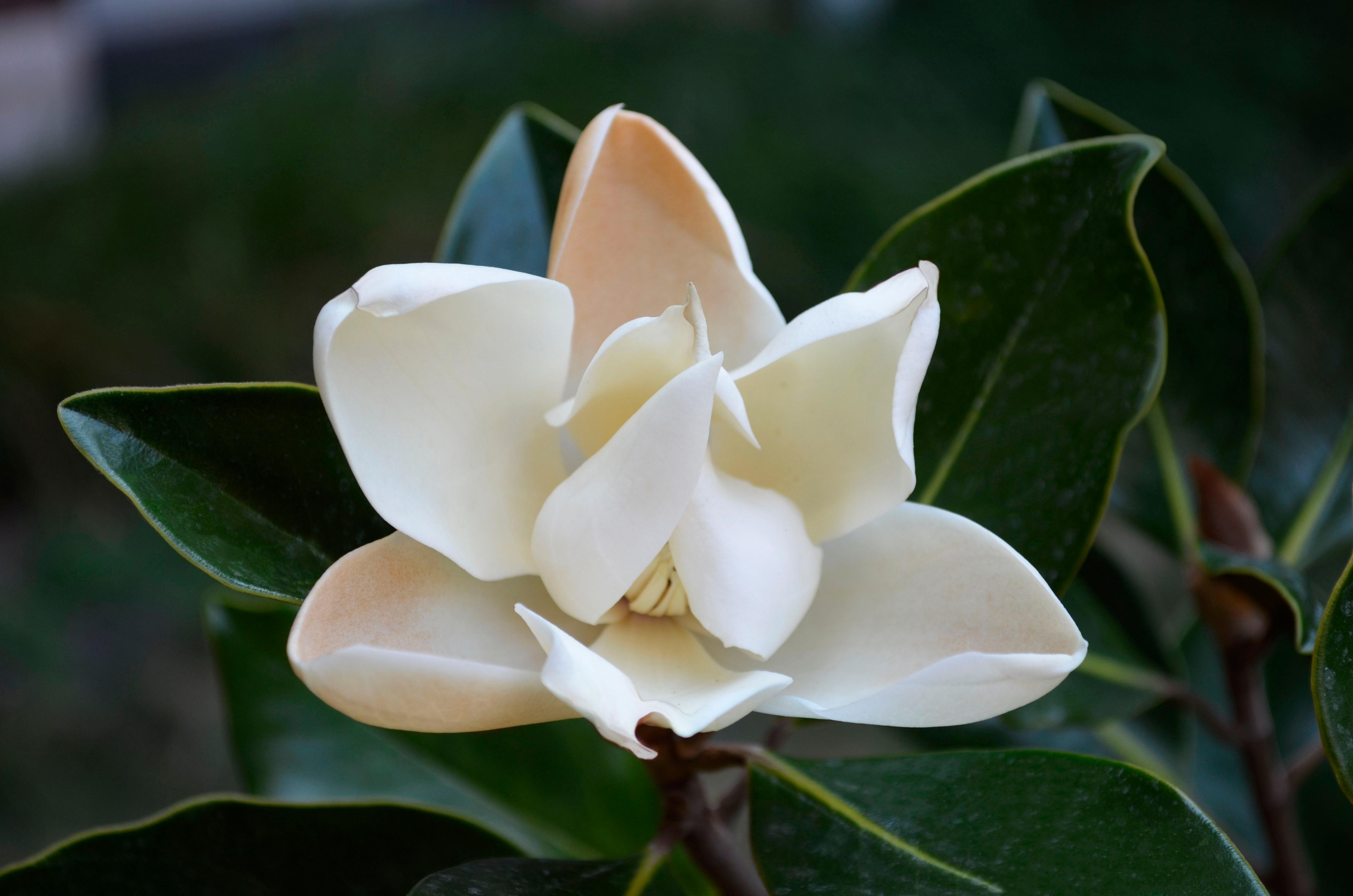 Magnolia grandiflora ‘Little Gem’ – Purdue Arboretum Explorer