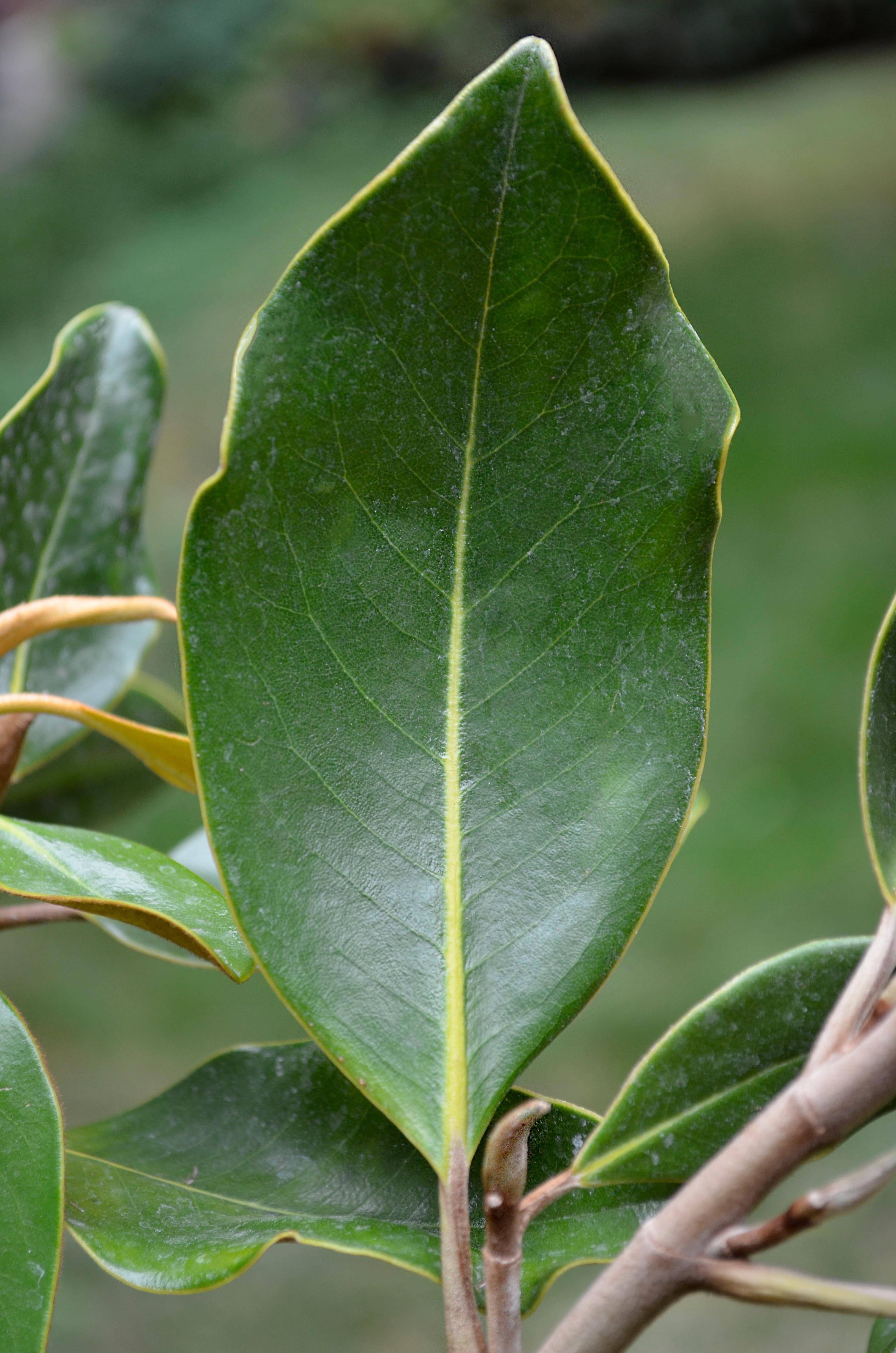 Magnolia grandiflora ‘Little Gem’ – Purdue Arboretum Explorer