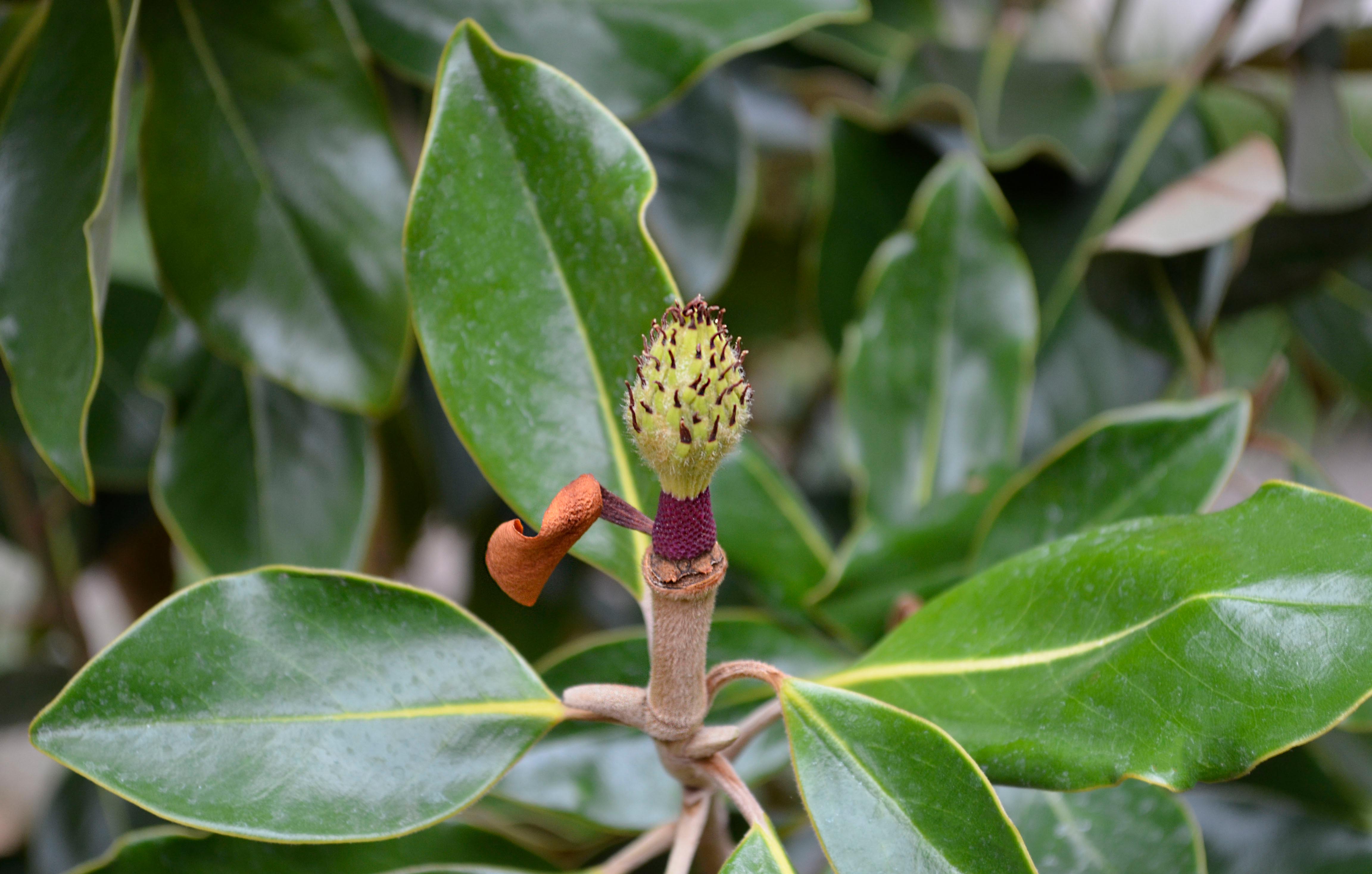 Magnolia grandiflora ‘Little Gem’ – Purdue Arboretum Explorer