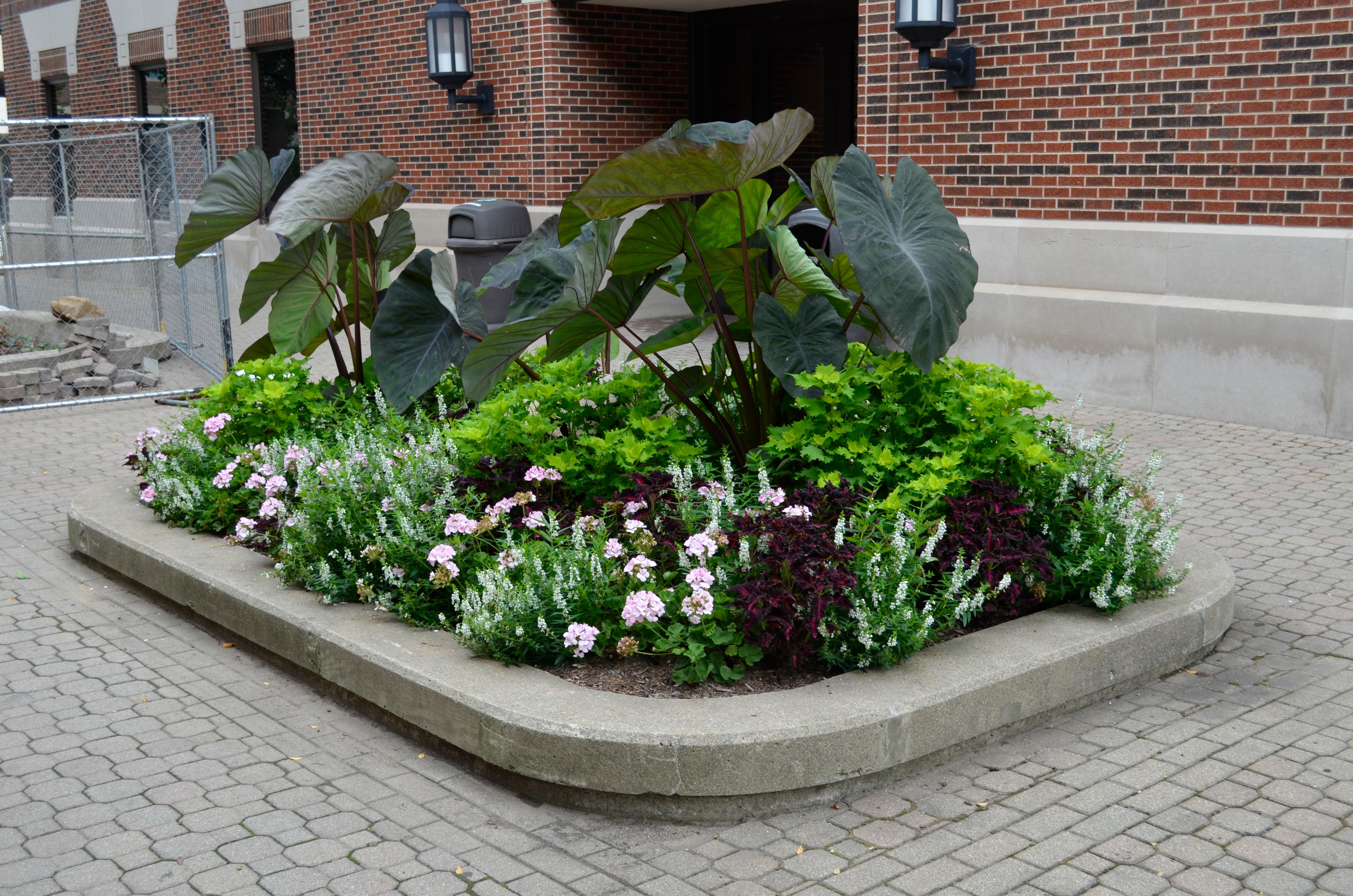 Pelargonium × hortorum ′Maverick Quicksilver′ – Purdue Arboretum Explorer