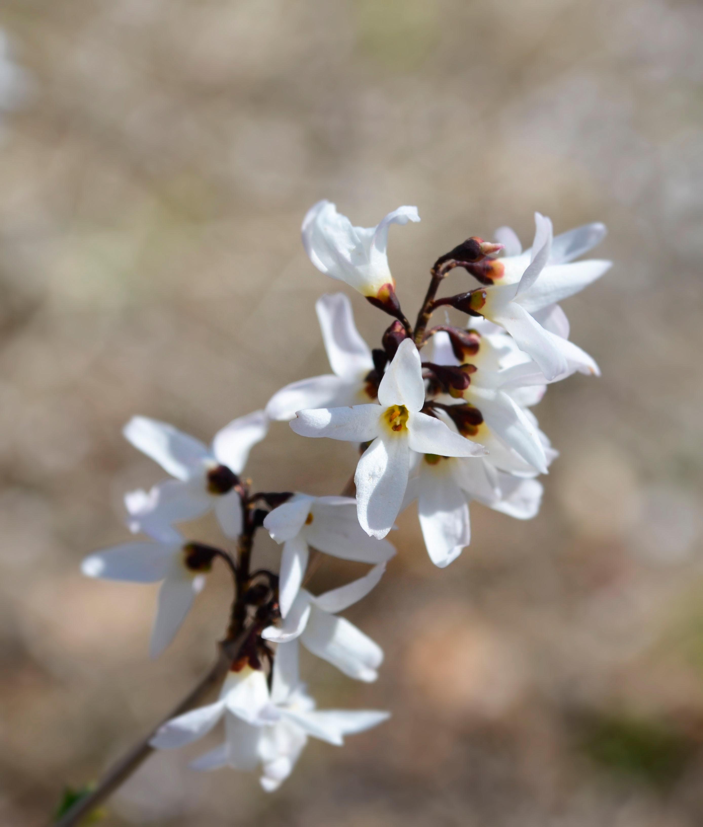 Abeliophyllum distichum – Purdue Arboretum Explorer