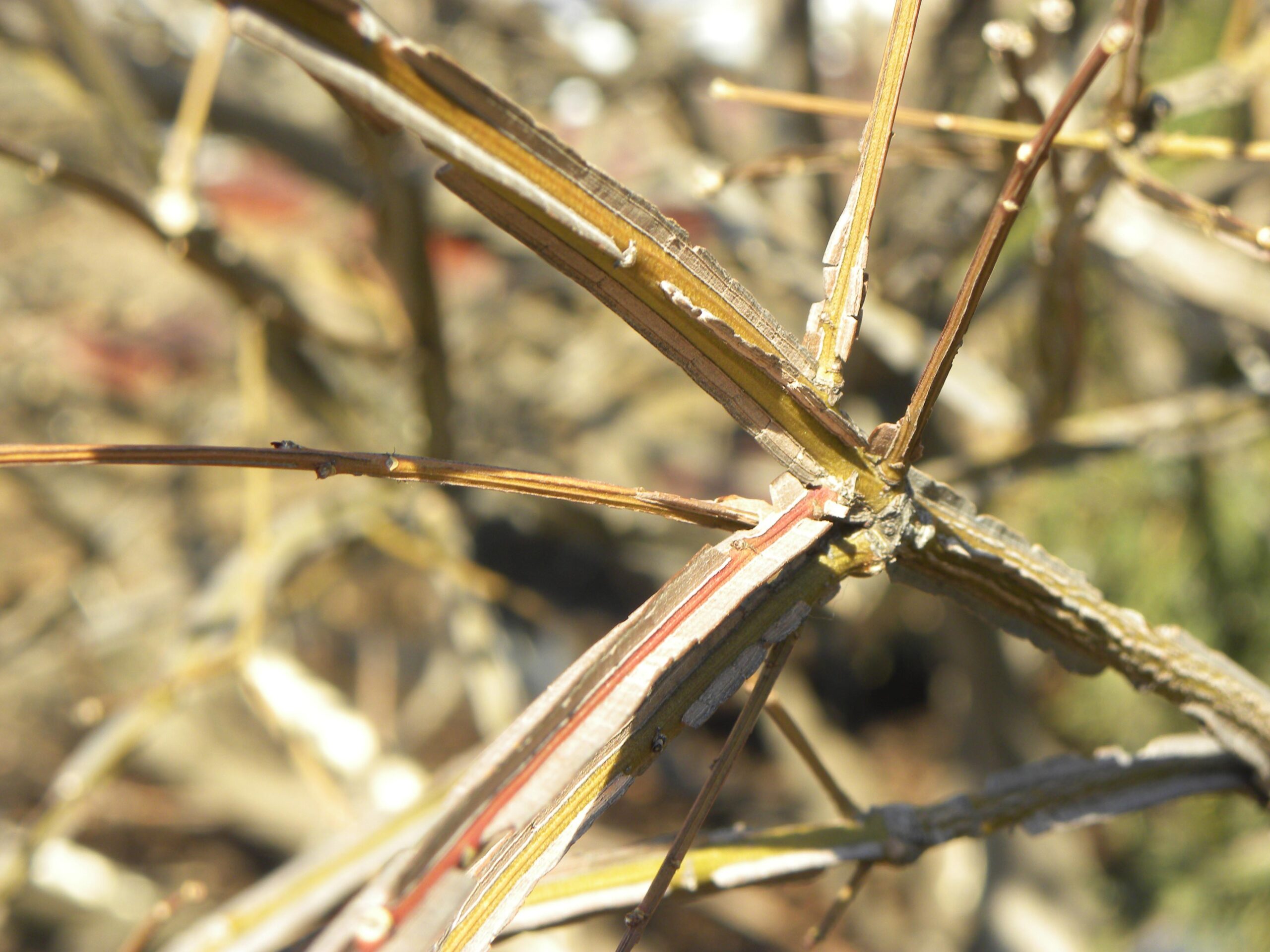 Euonymus alatus – Purdue Arboretum Explorer