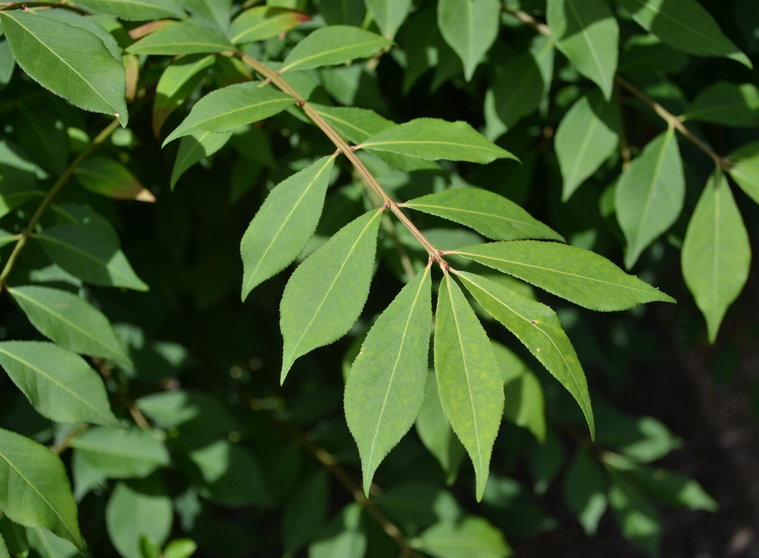 Euonymus Alatus Leaf Euonymus Alatus ‚Compactus' – Esveld Webshop