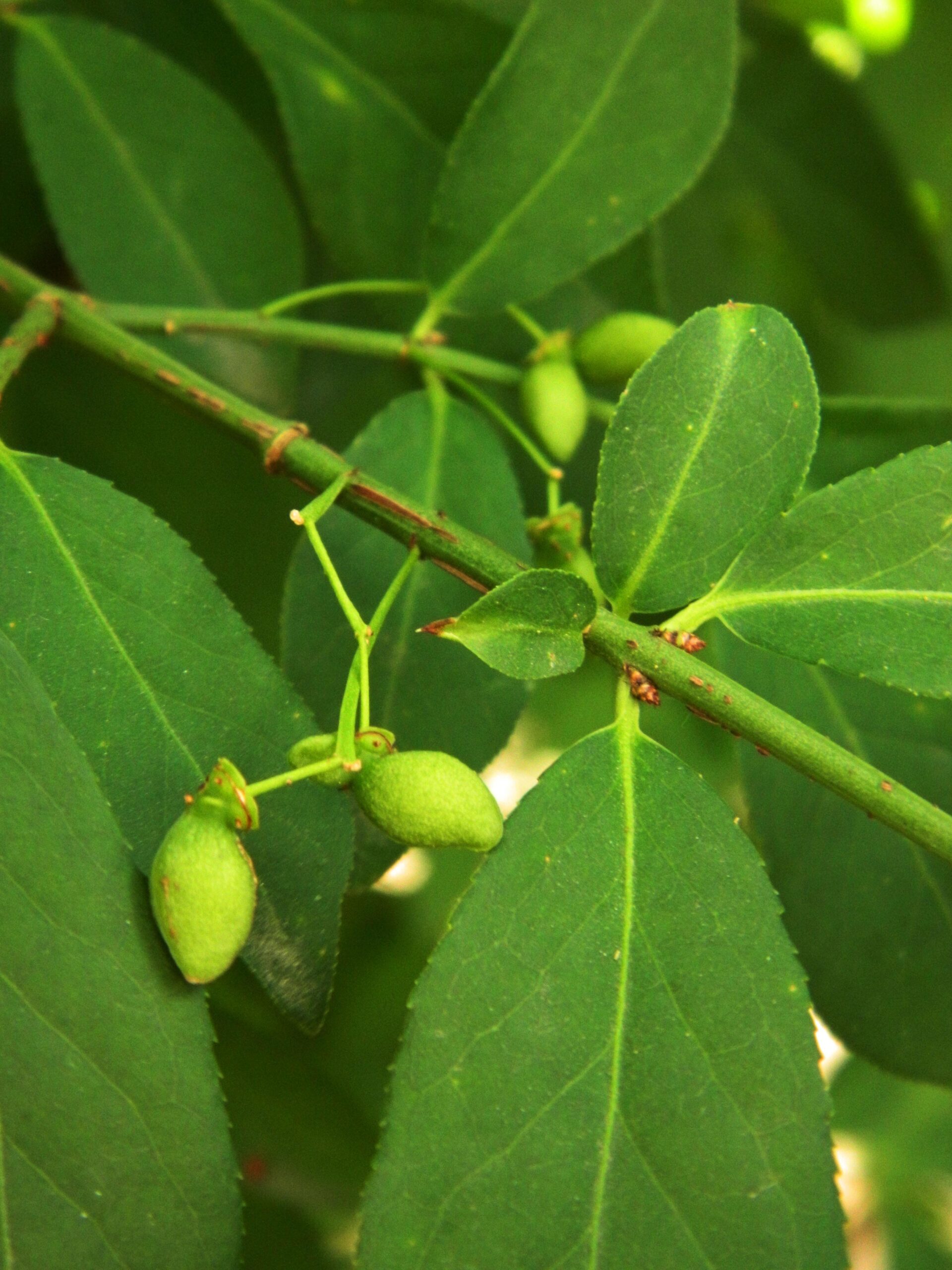 Euonymus alatus ‘Compactus’ – Purdue Arboretum Explorer