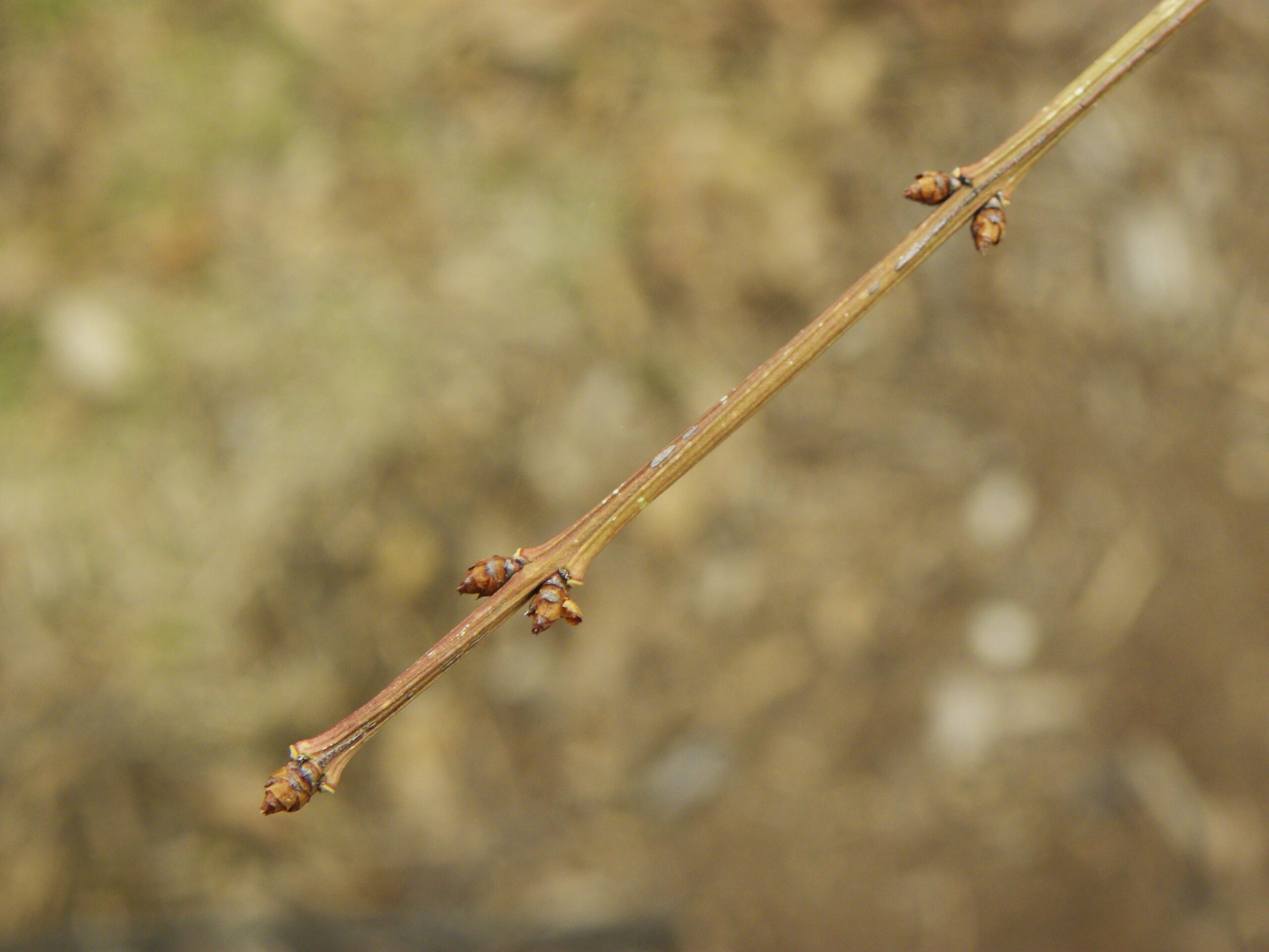 Euonymus alatus ‘Compactus’ – Purdue Arboretum Explorer