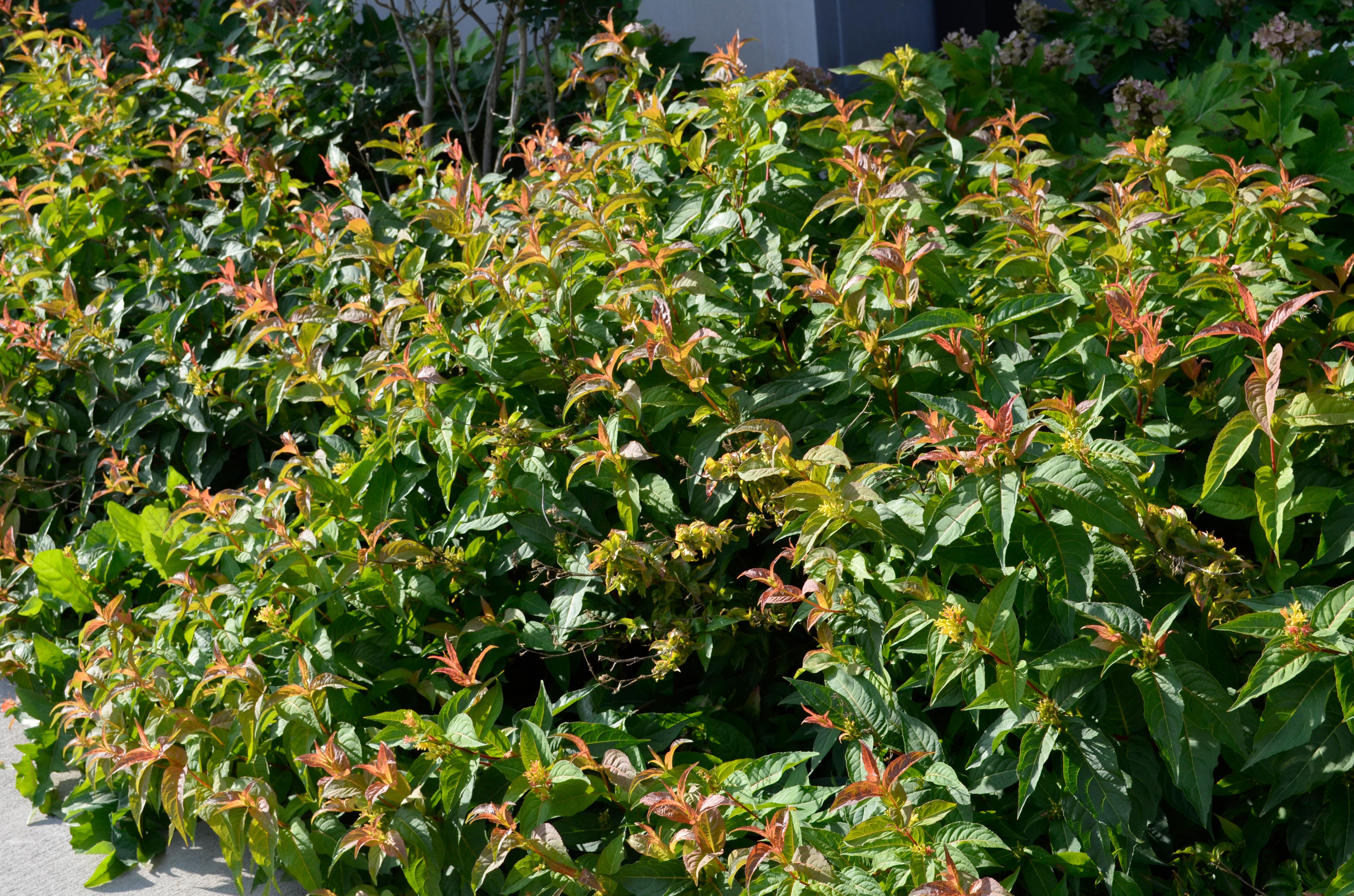 Diervilla lonicera ‘Michigan Sunset’ – Purdue Arboretum Explorer