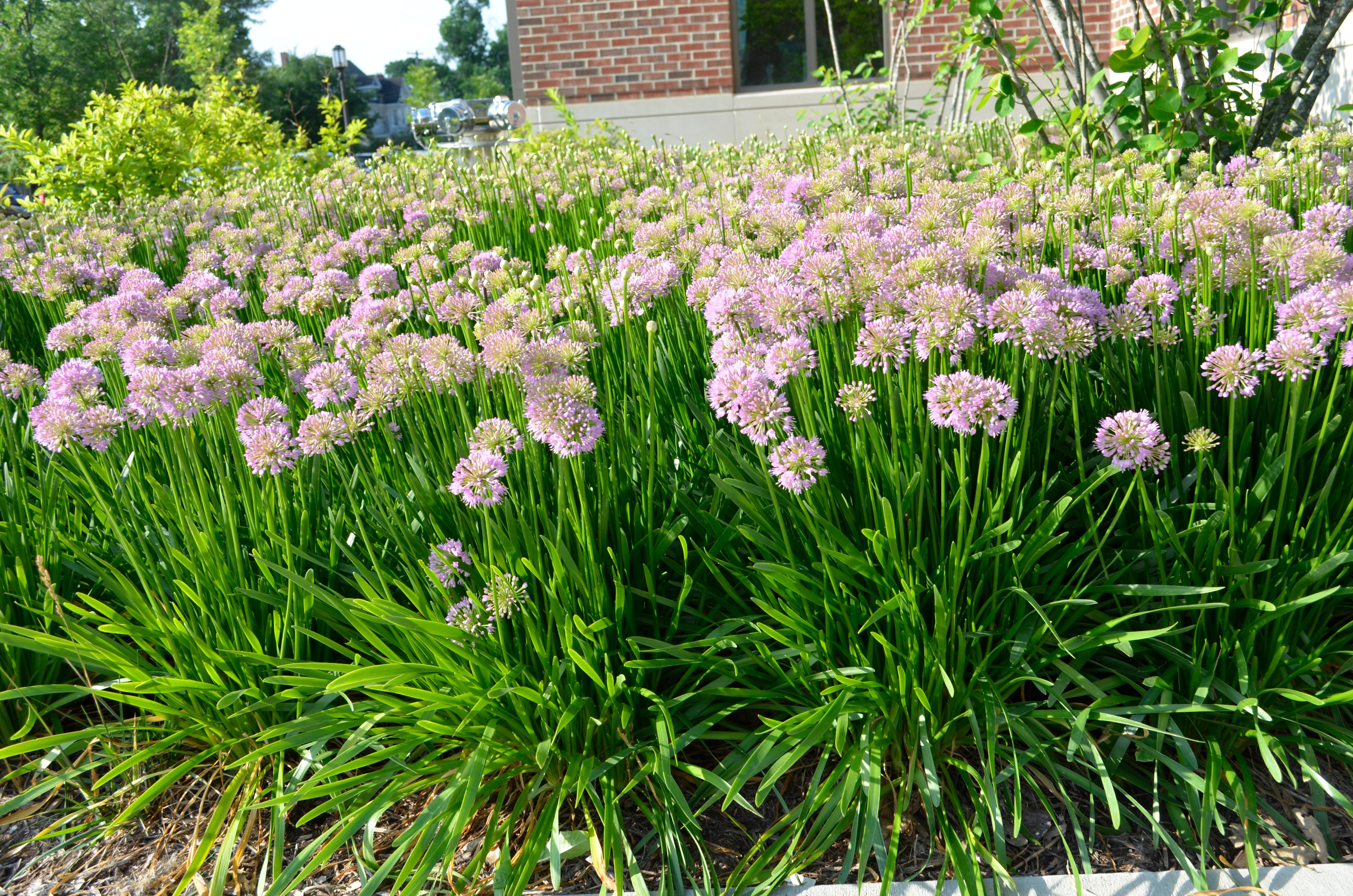 Allium ‘Millenium’ – Purdue Arboretum Explorer
