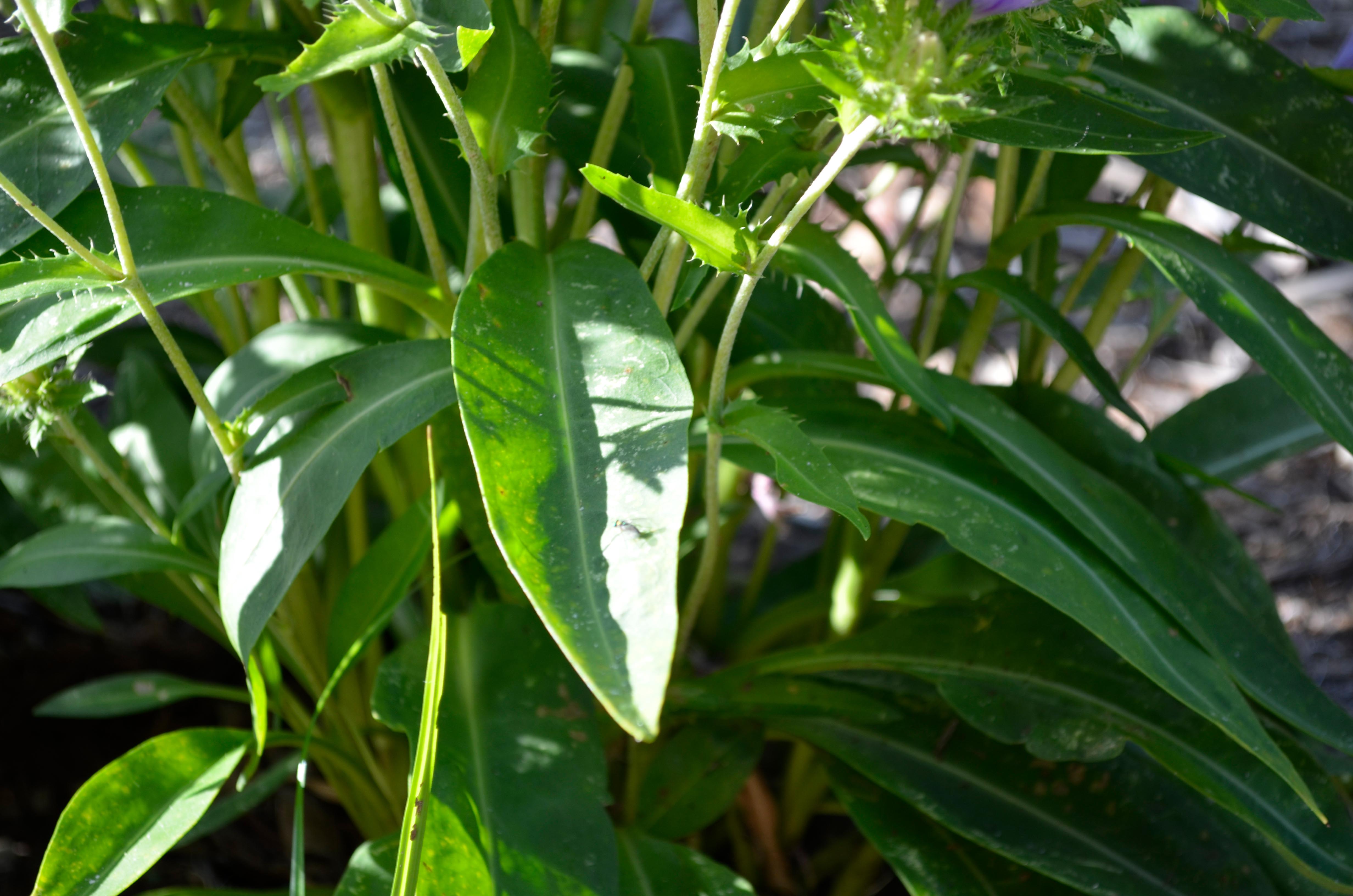 Stokesia laevis ‘Purple Parasols’ – Purdue Arboretum Explorer