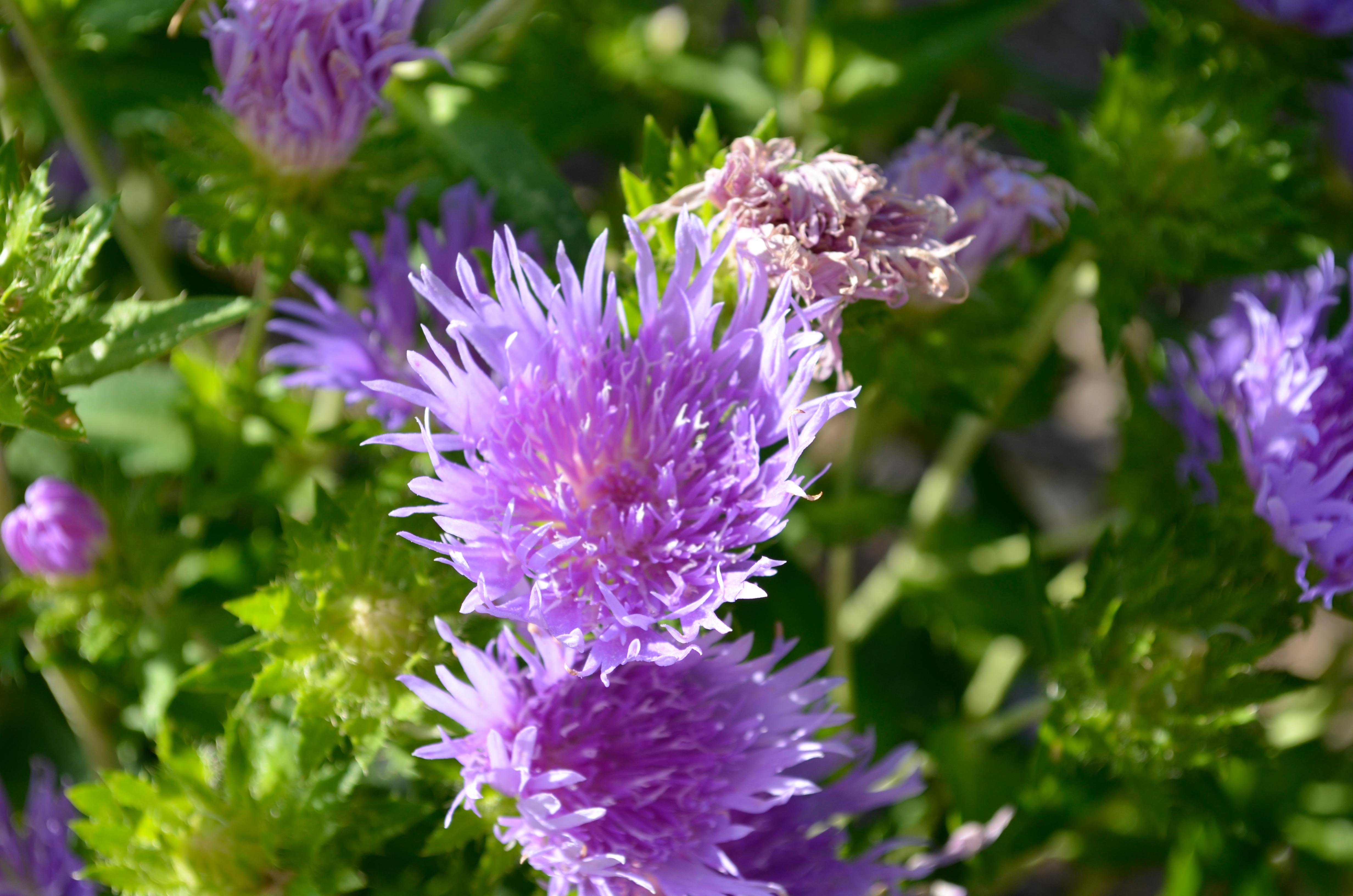 Stokesia laevis ‘Purple Parasols’ – Purdue Arboretum Explorer