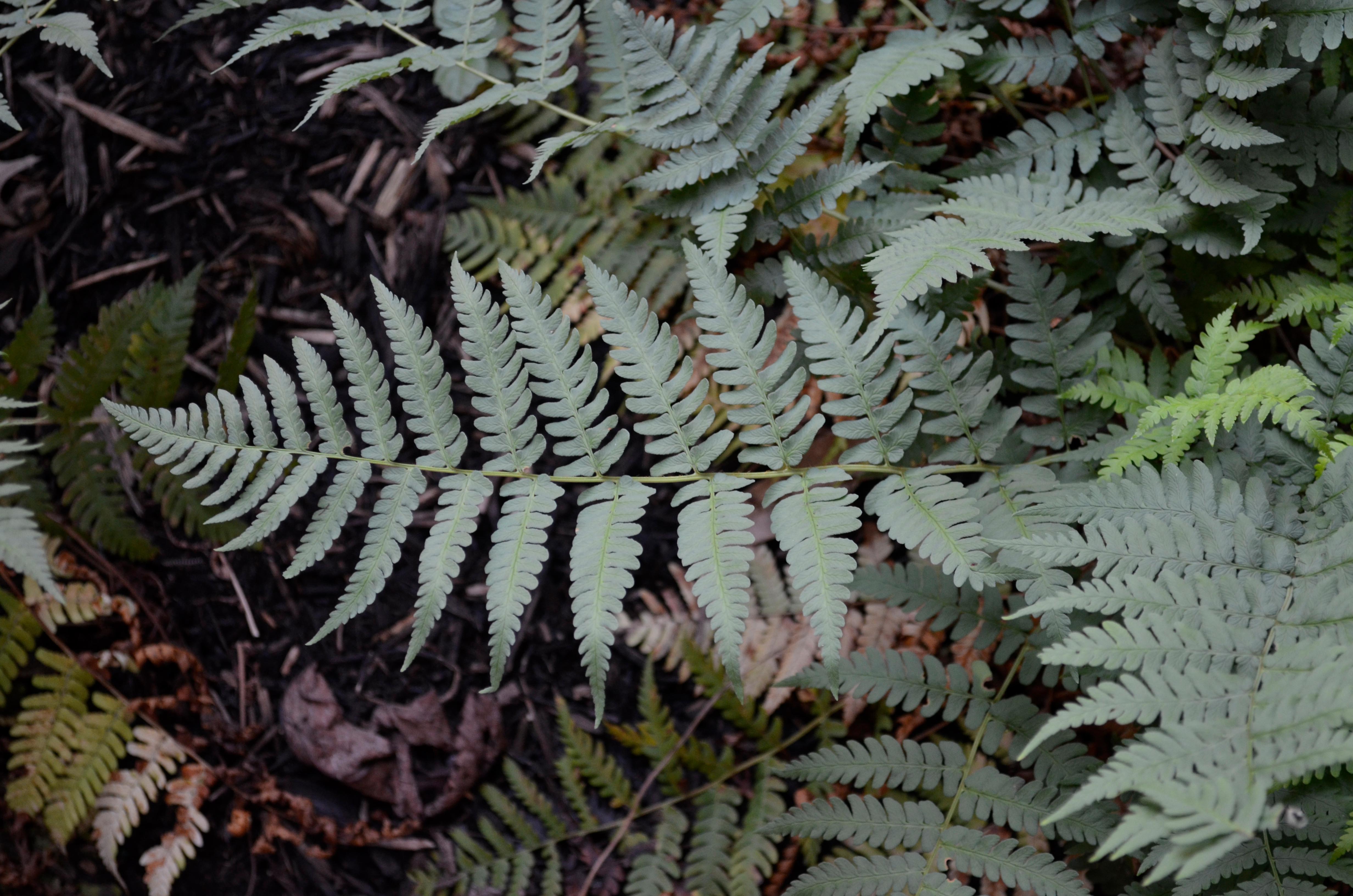 Dryopteris marginalis – Purdue Arboretum Explorer