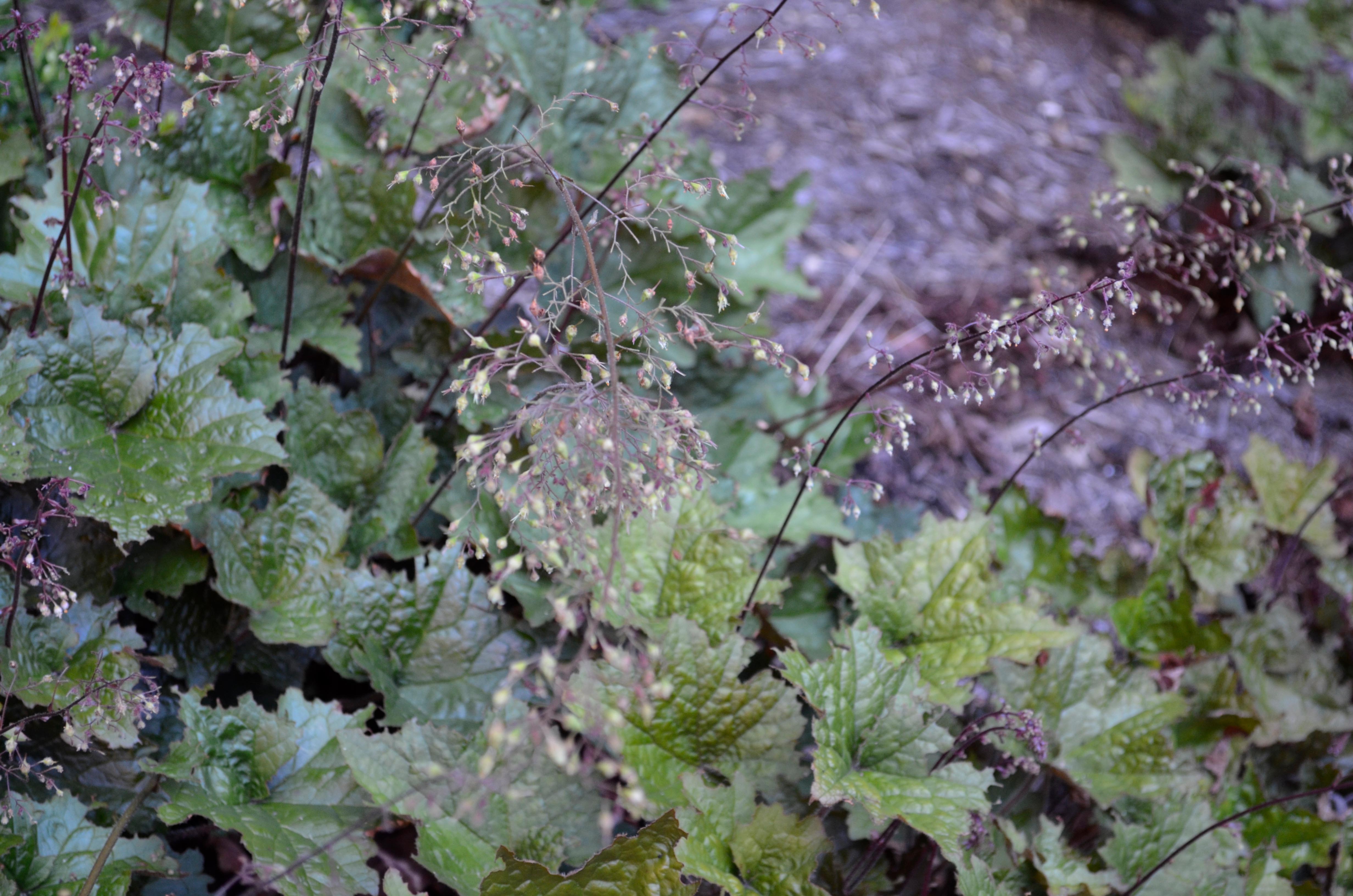 Heuchera americana ‘Palace Purple’ – Purdue Arboretum Explorer