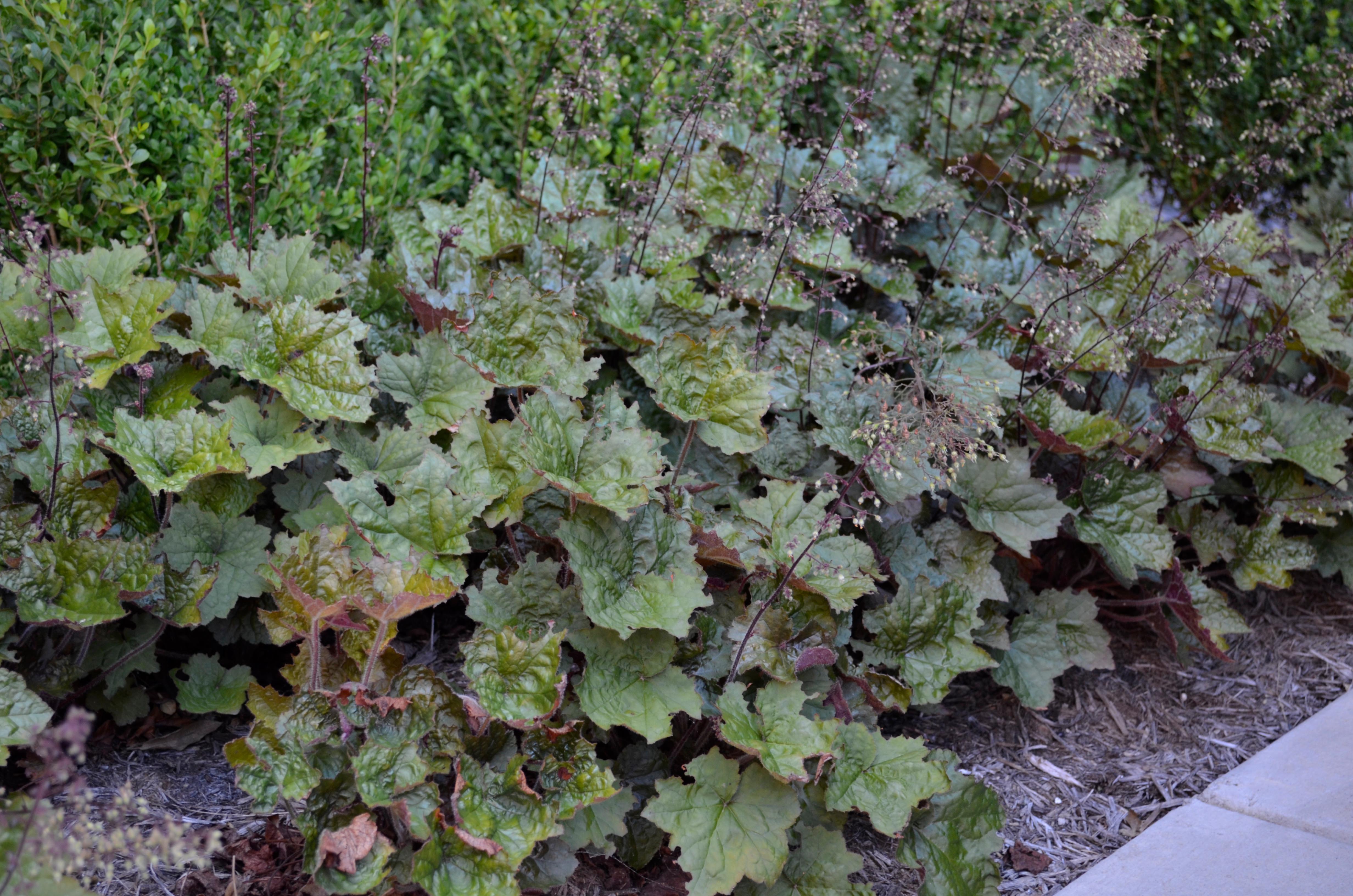 Heuchera americana ‘Palace Purple’ – Purdue Arboretum Explorer