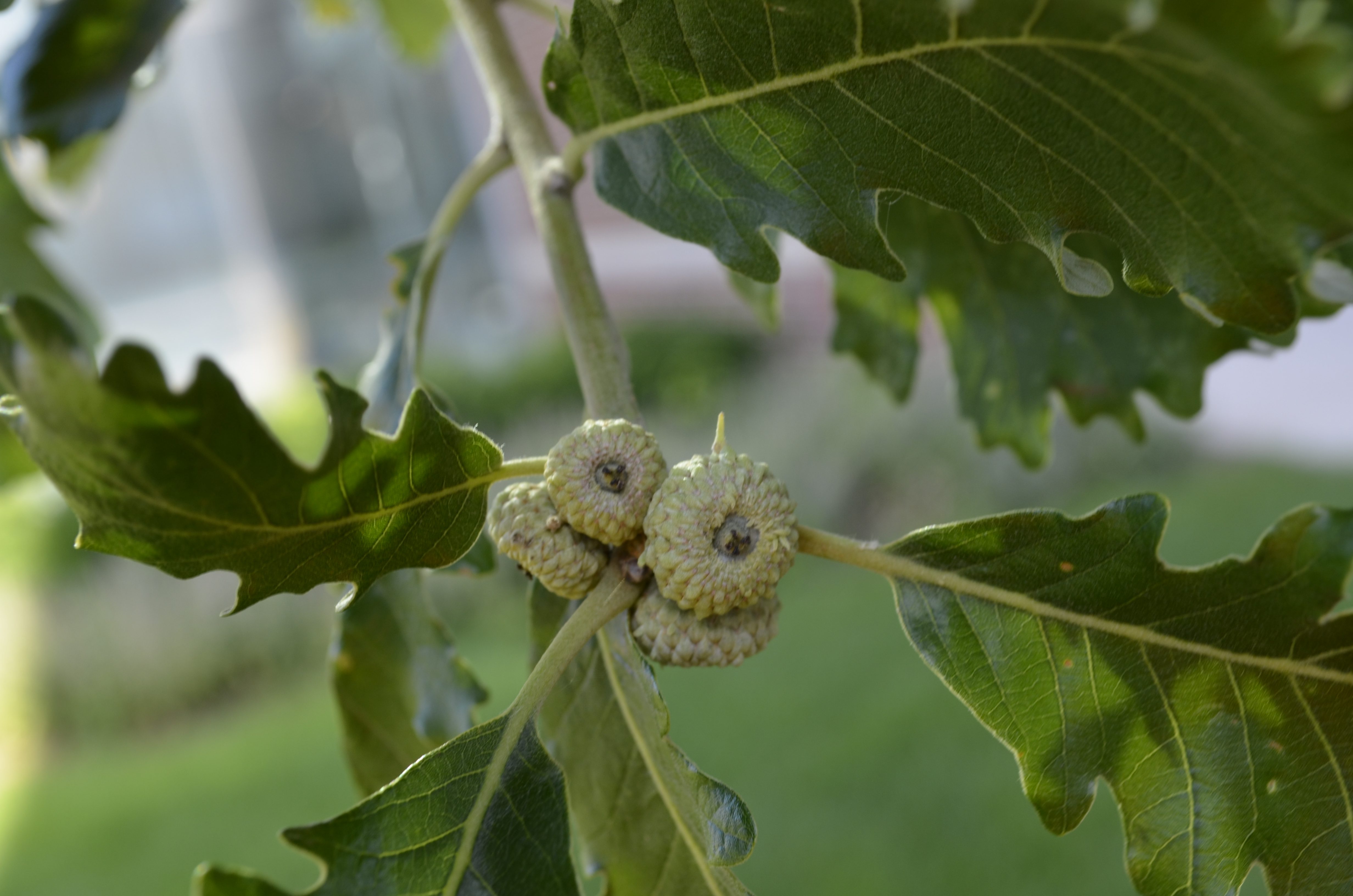 Quercus macrocarpa ‘JFS-KW3’ [sold as Urban Pinnacle® Oak] – Purdue ...