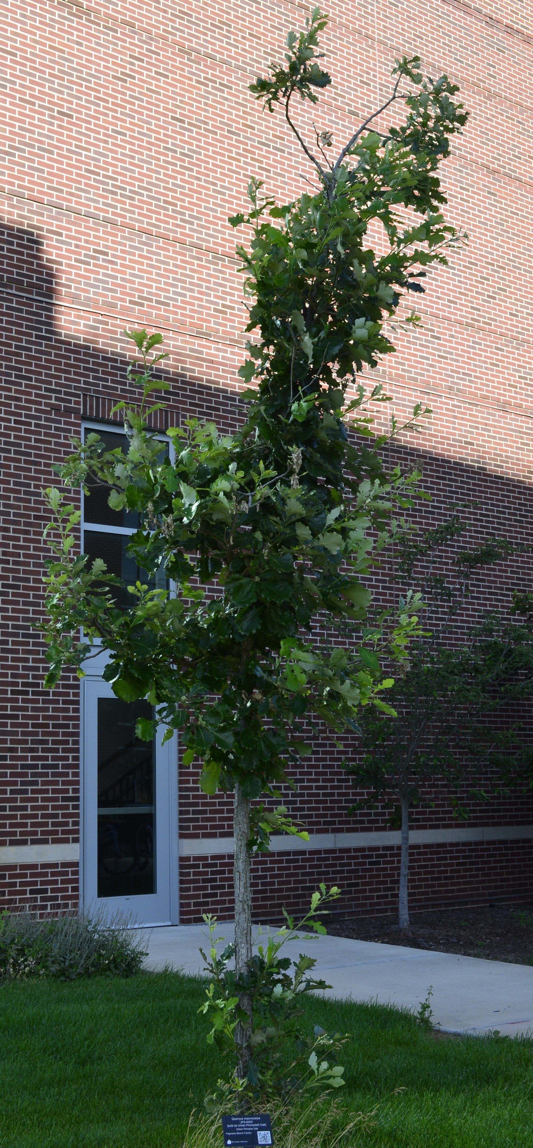 Quercus macrocarpa ‘JFS-KW3’ [sold as Urban Pinnacle® Oak] – Purdue ...