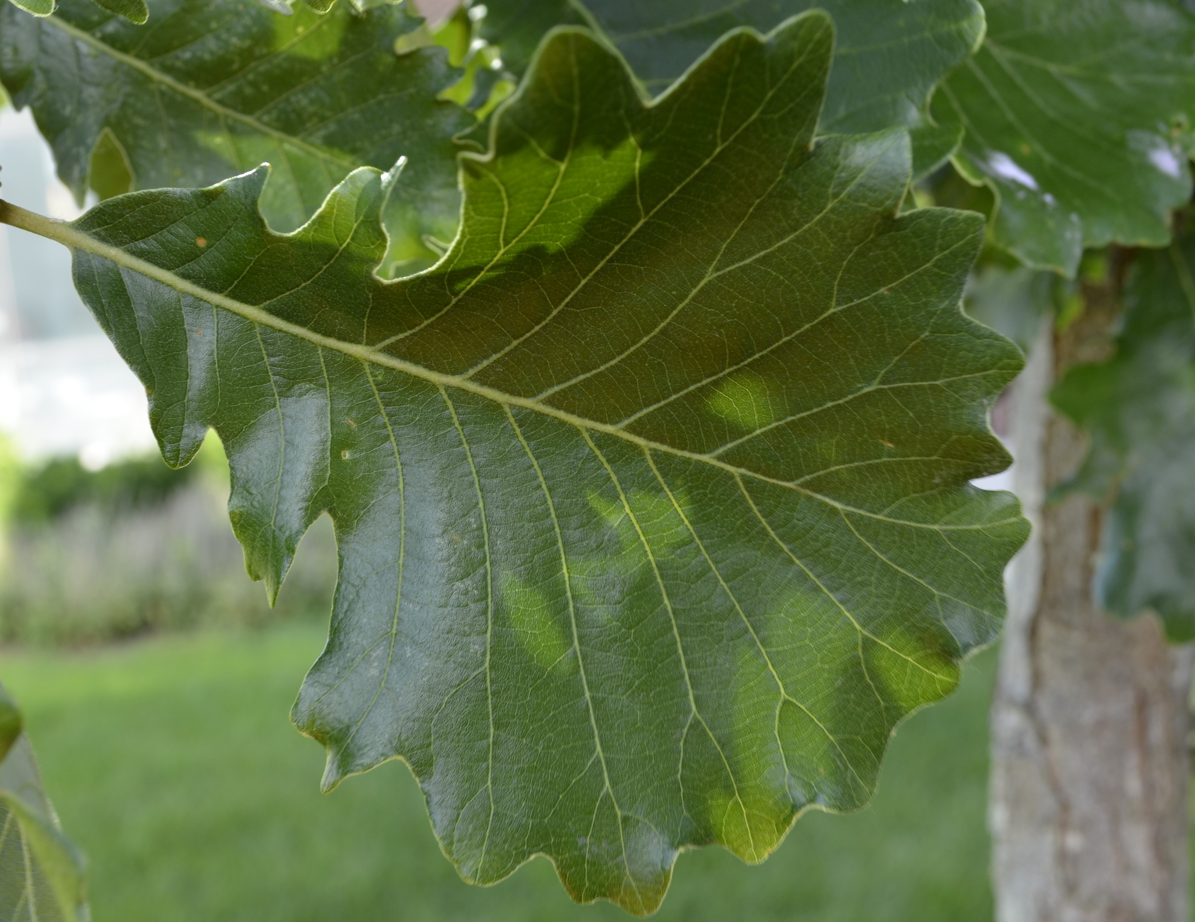 Quercus macrocarpa ‘JFS-KW3’ [sold as Urban Pinnacle® Oak] – Purdue ...