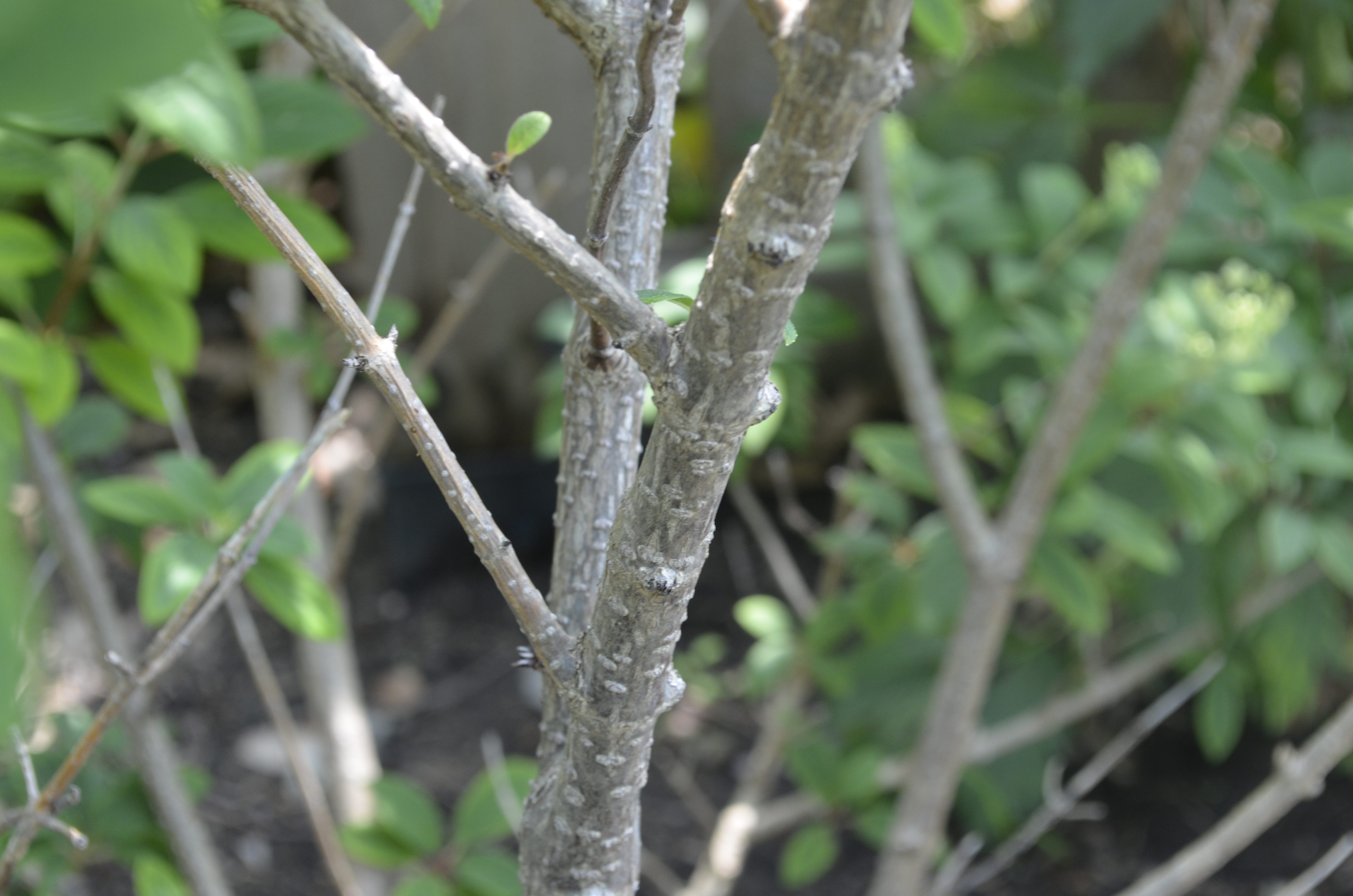 Hydrangea paniculata ‘Little Quick Fire’ – Purdue Arboretum Explorer