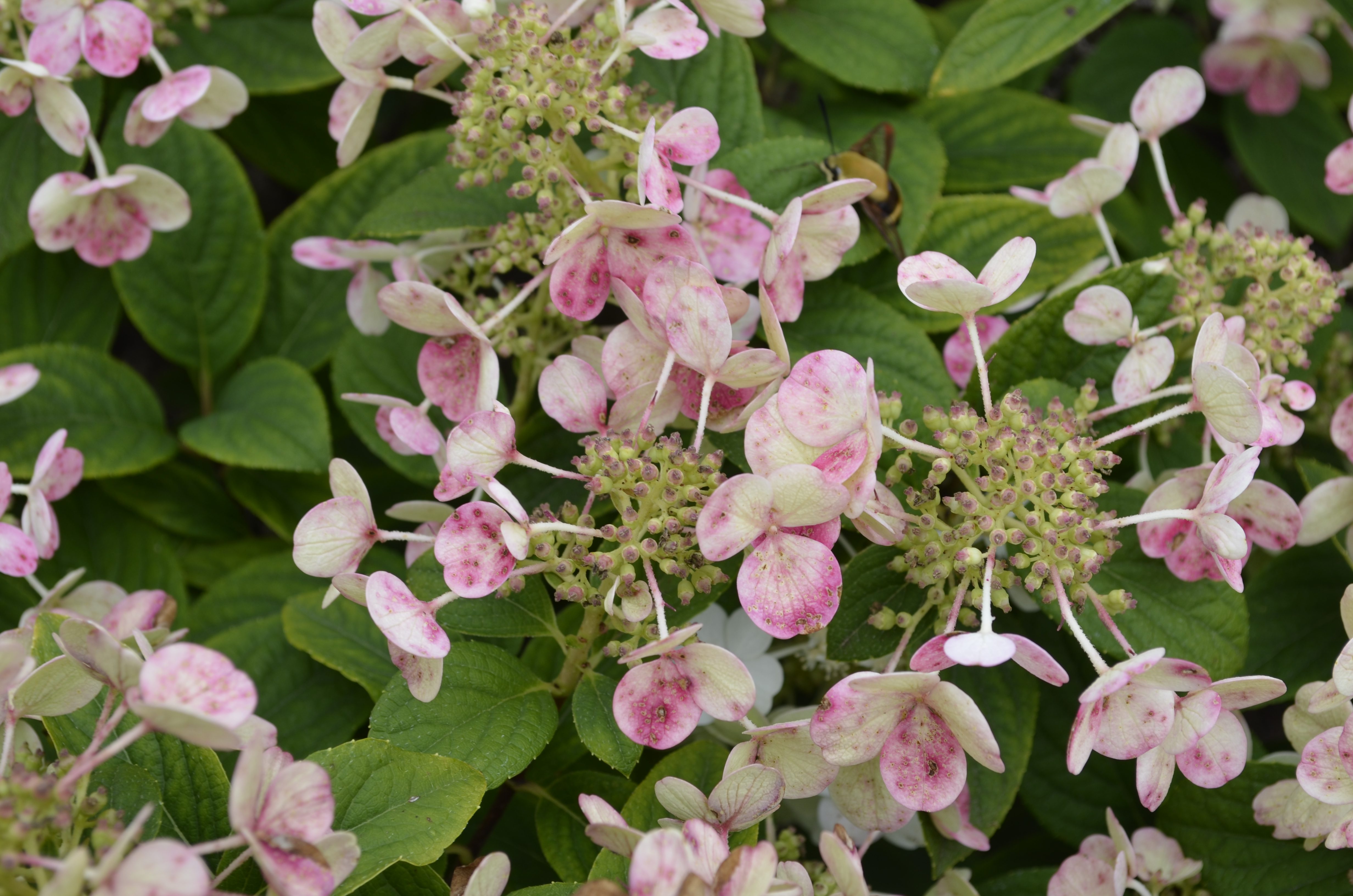 Hydrangea paniculata ‘Little Quick Fire’ – Purdue Arboretum Explorer
