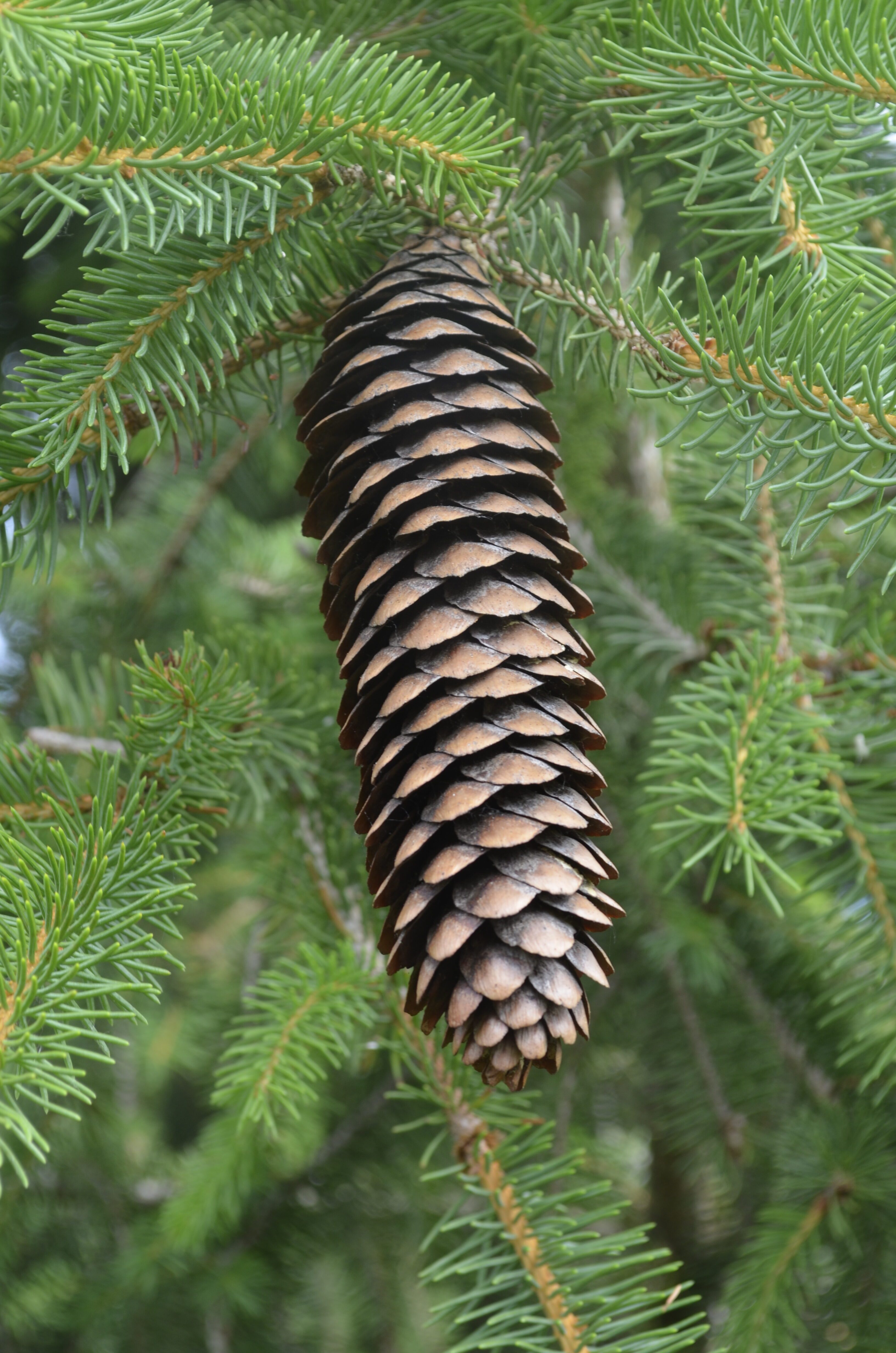 Picea sp. – Purdue Arboretum Explorer