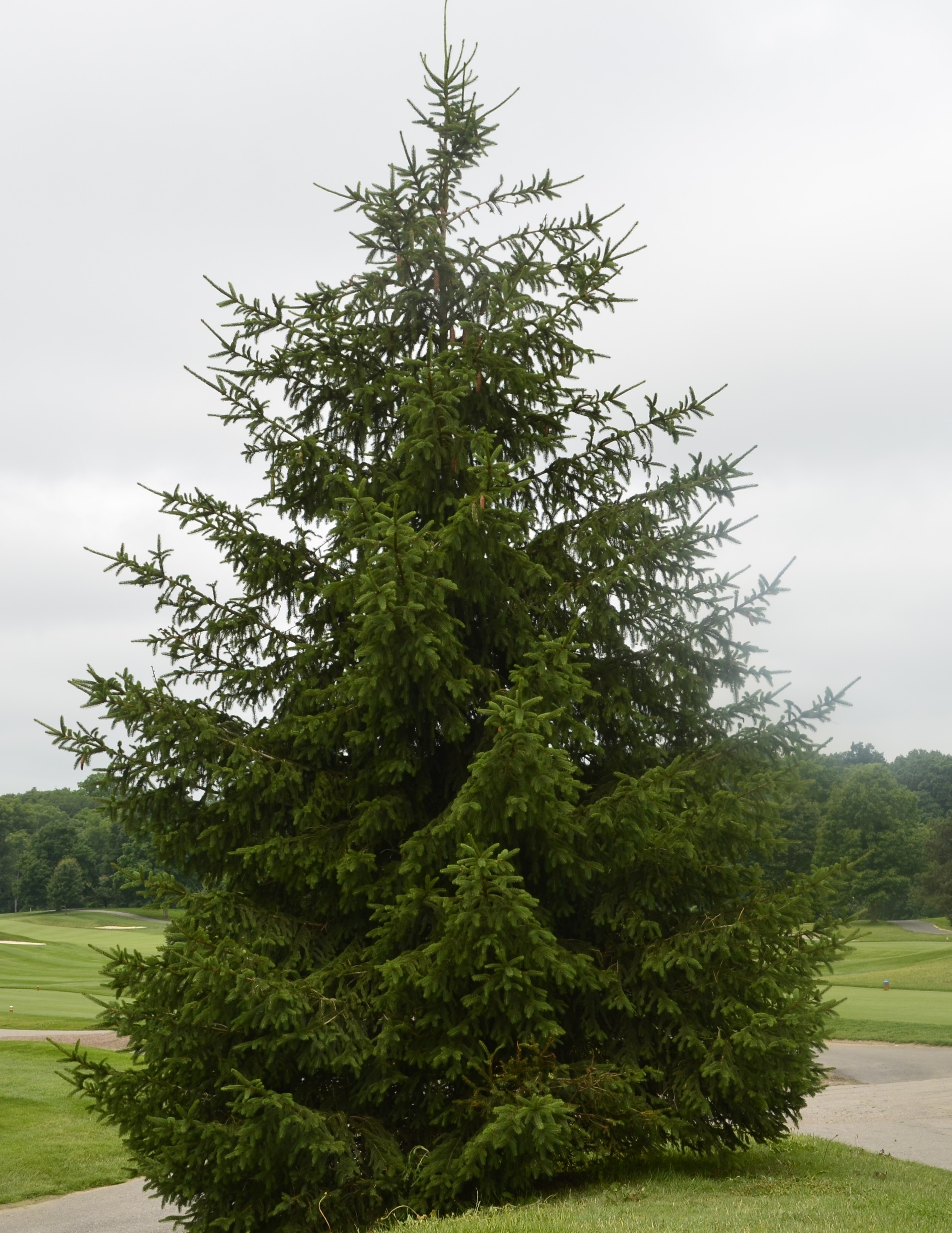 Picea sp. – Purdue Arboretum Explorer