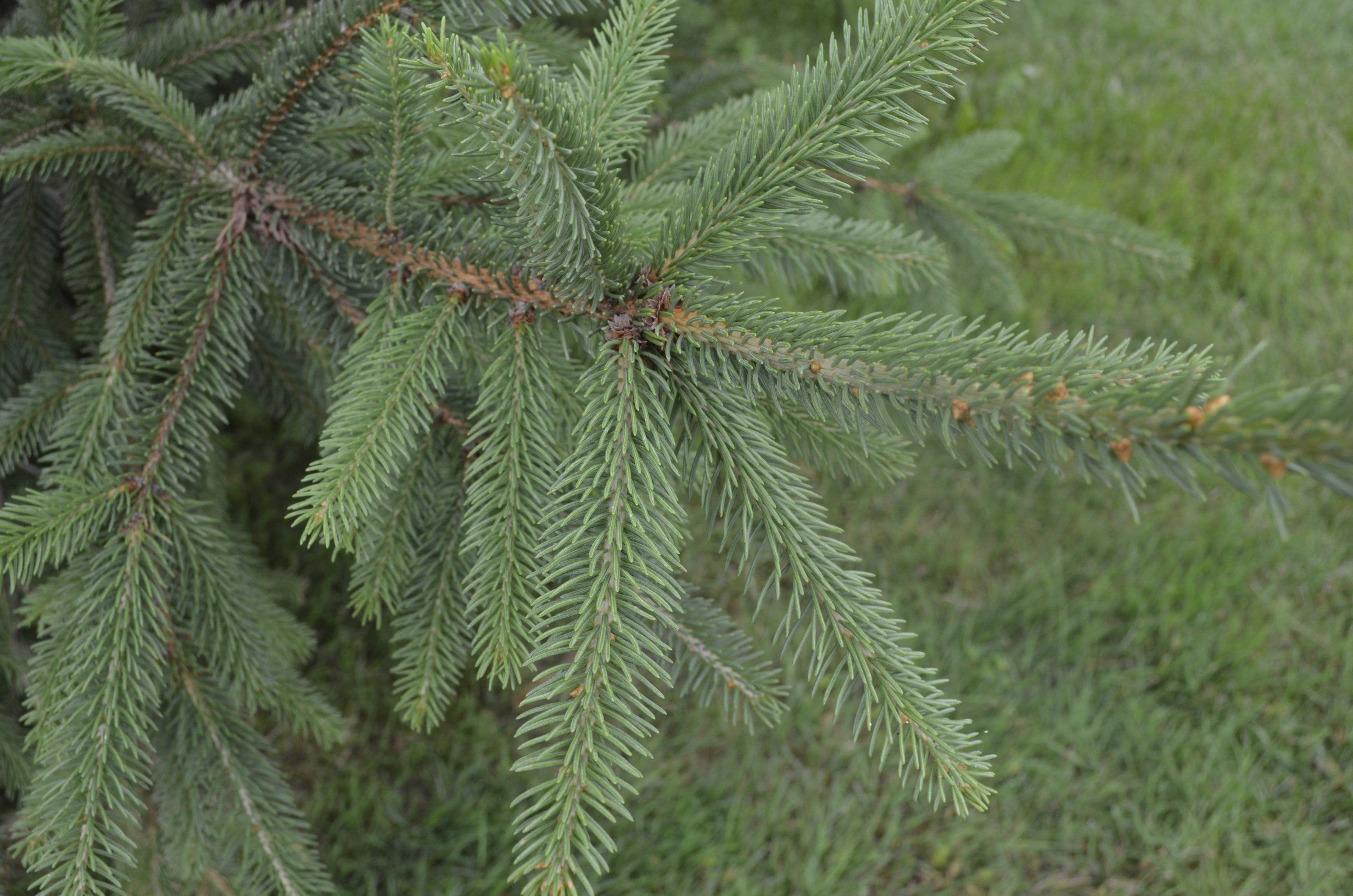 Picea sp. – Purdue Arboretum Explorer