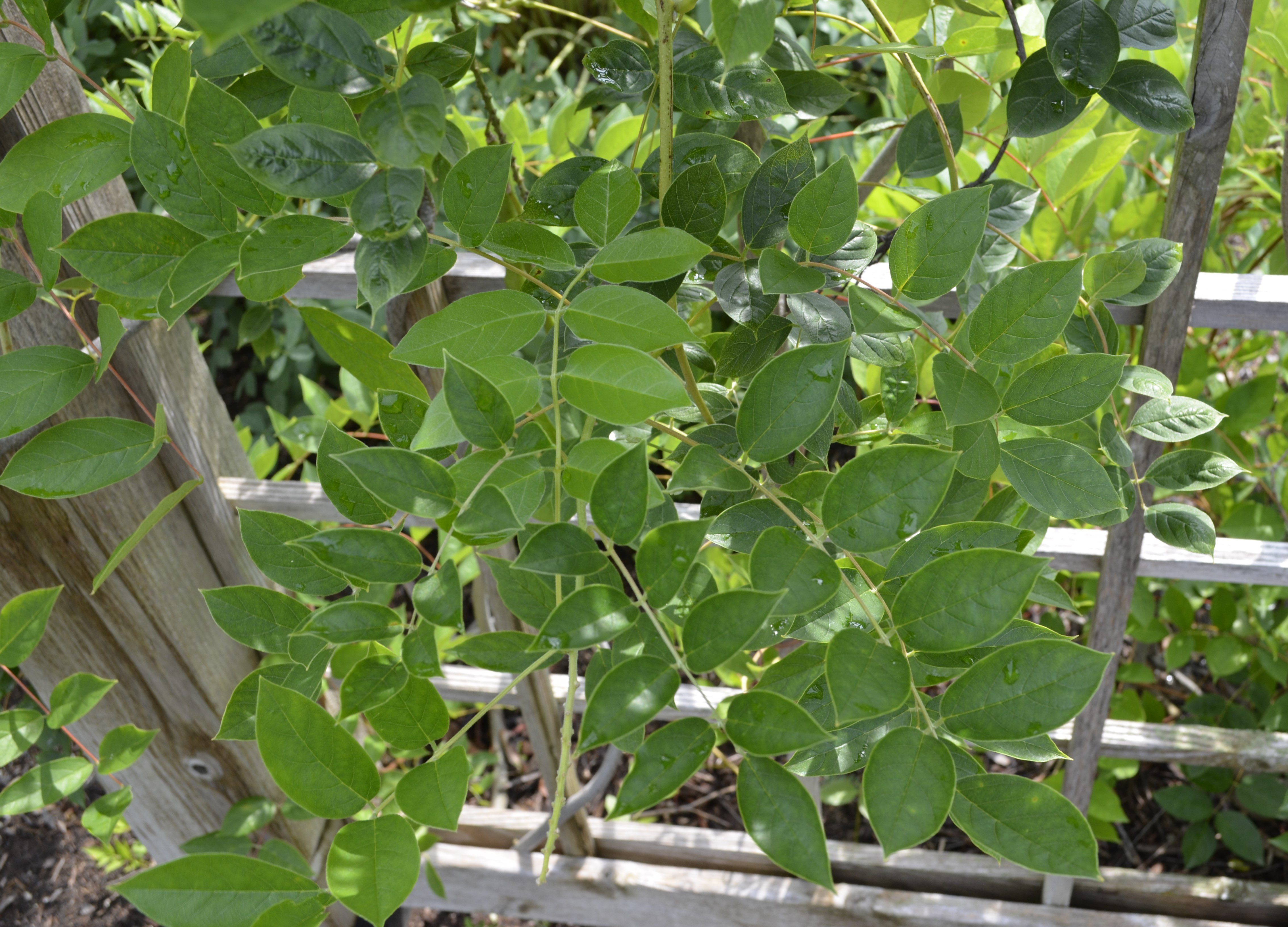 Wisteria macrostachya ‘Betty Matthews’ [sold as Summer Cascade ...