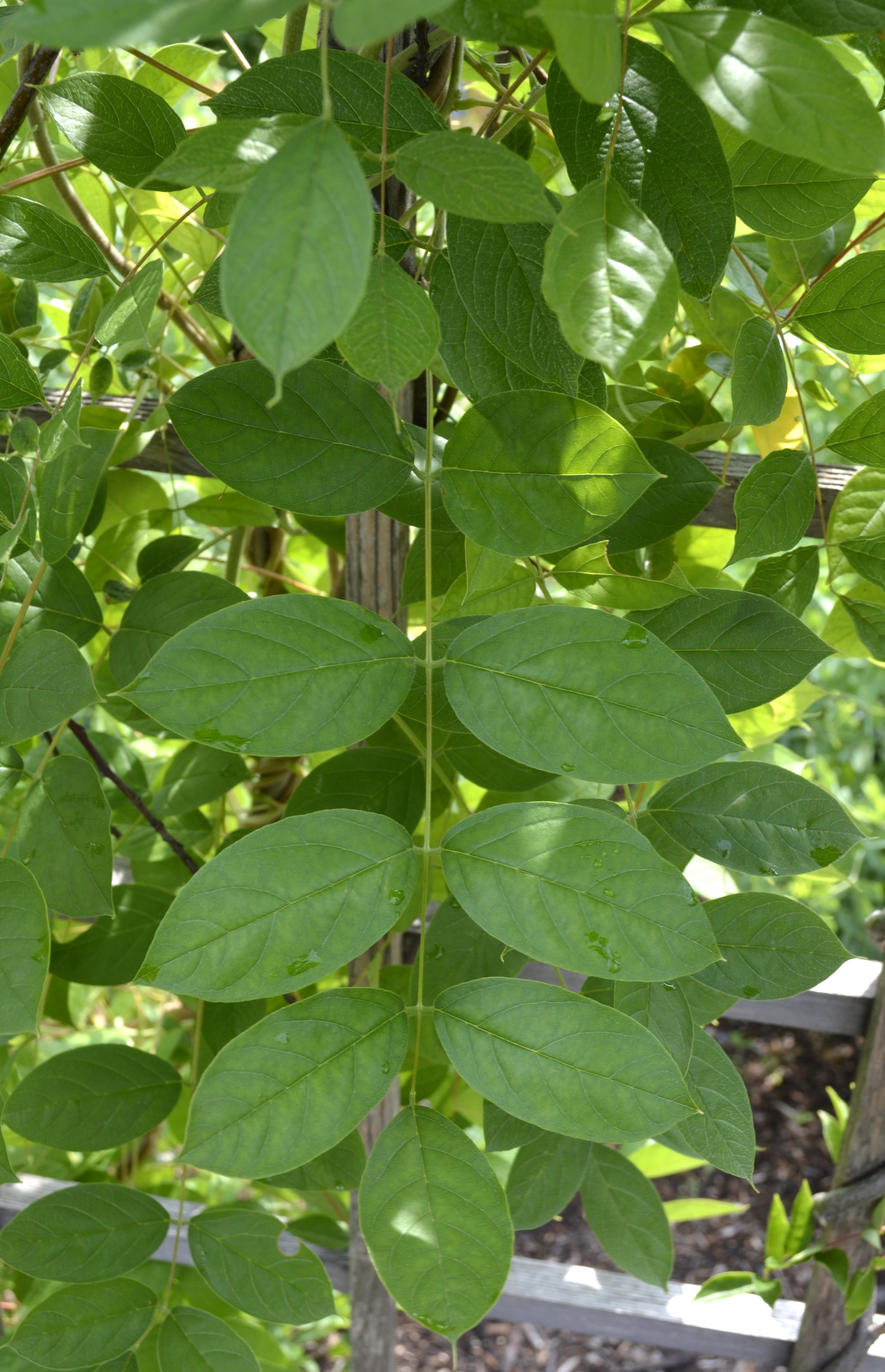 Wisteria macrostachya ‘Betty Matthews’ [sold as Summer Cascade ...