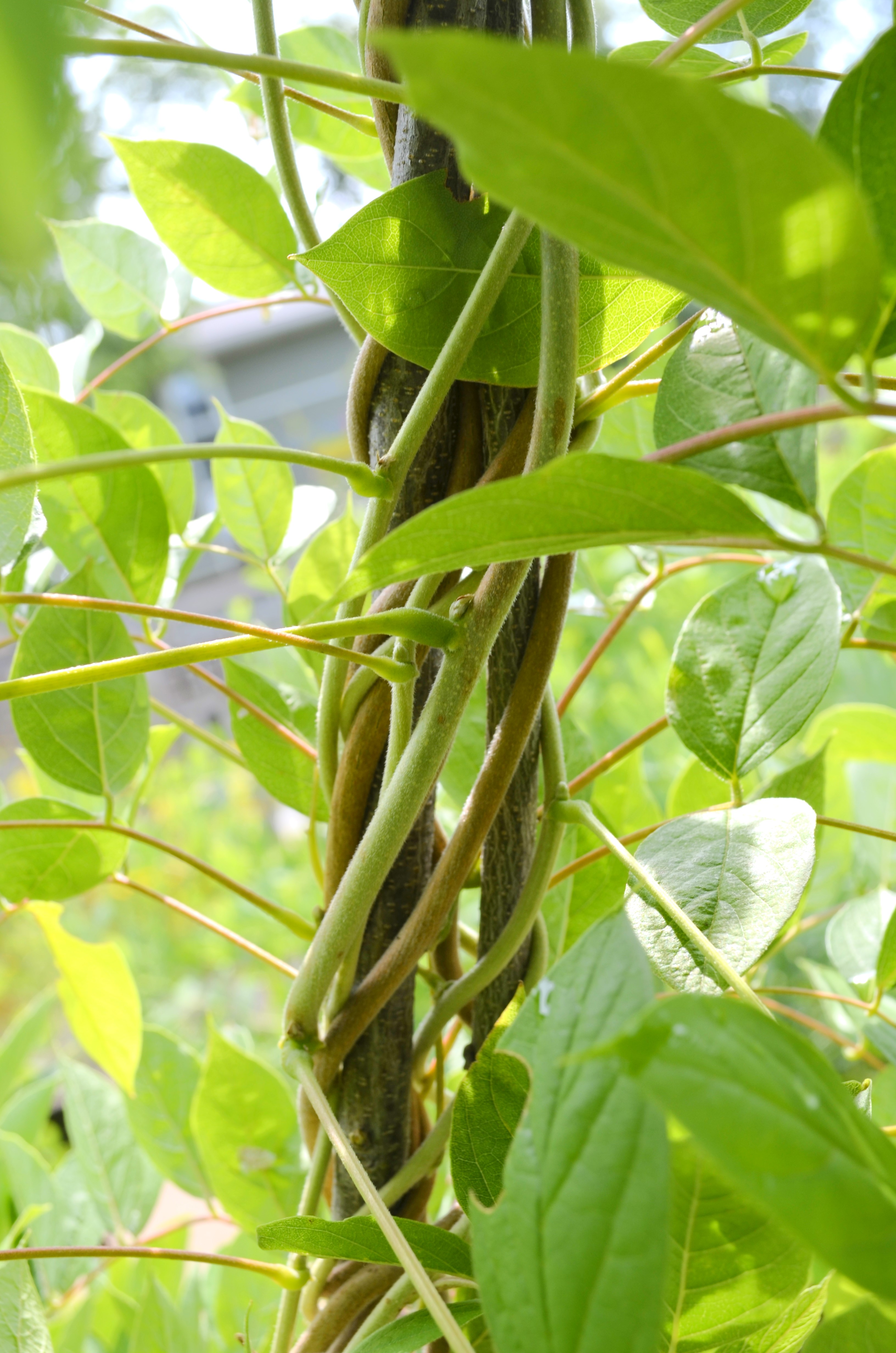 Wisteria macrostachya ‘Betty Matthews’ [sold as Summer Cascade ...