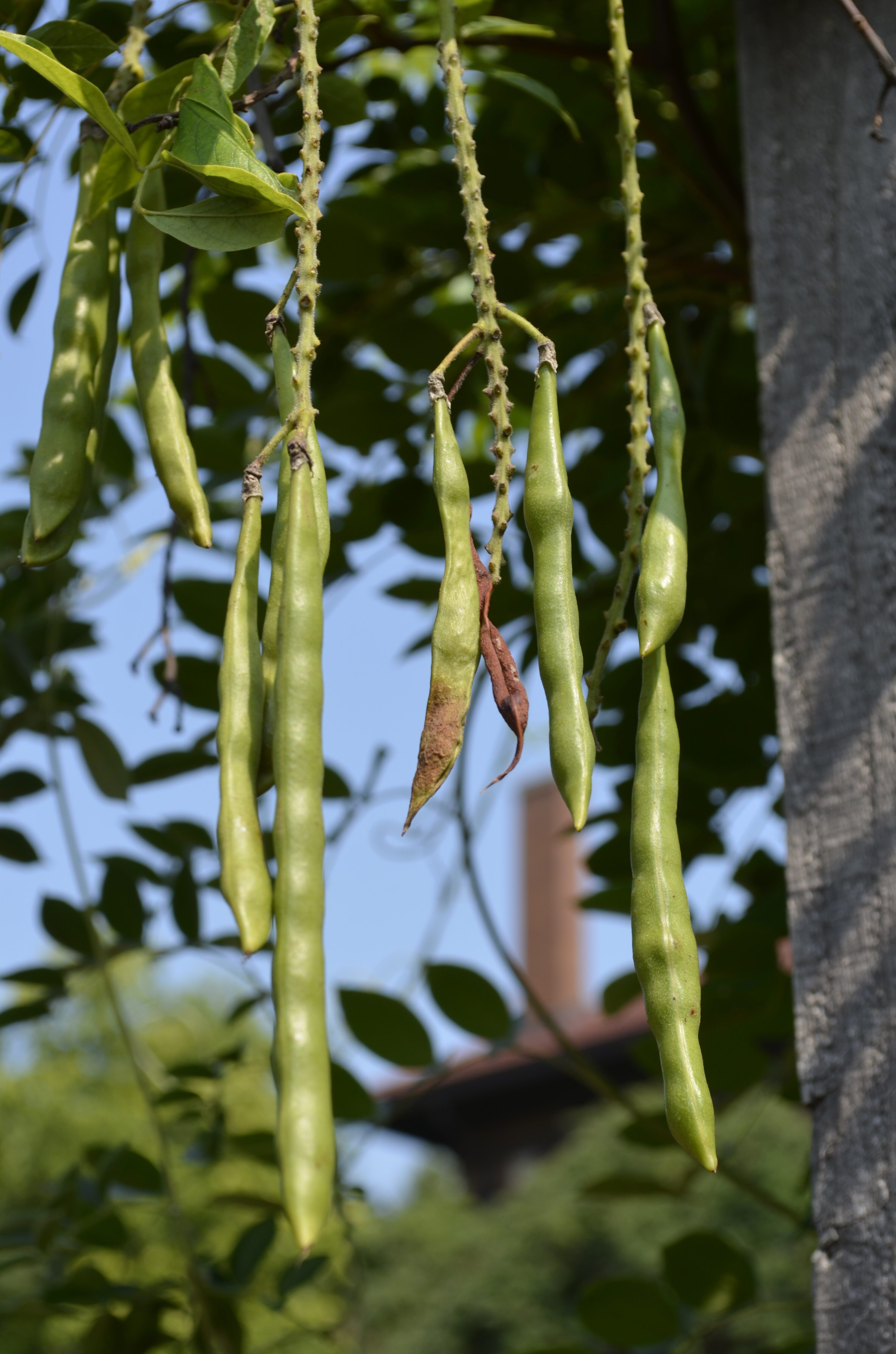 Wisteria macrostachya ‘Betty Matthews’ [sold as Summer Cascade ...