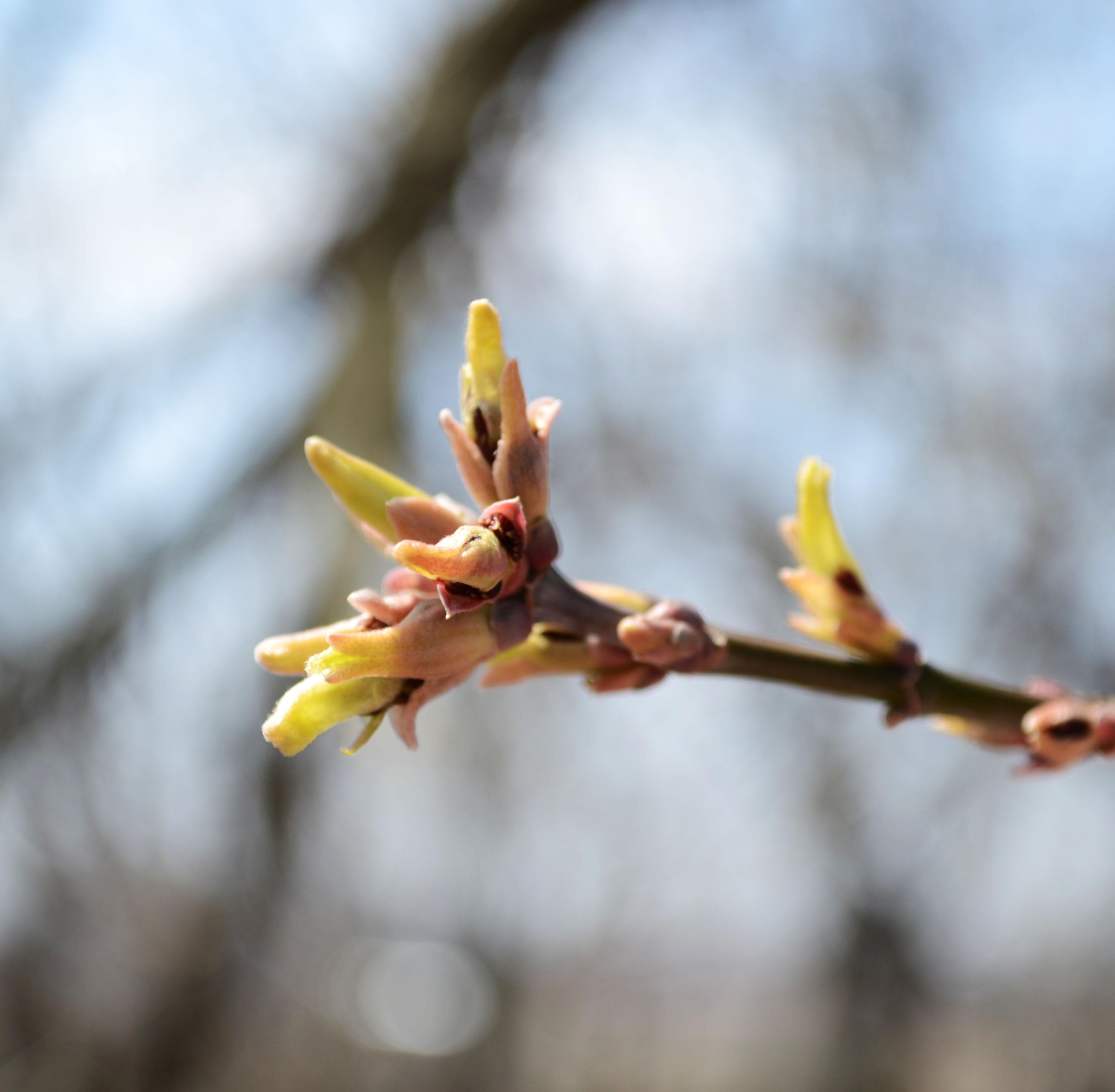 Acer negundo – Purdue Arboretum Explorer