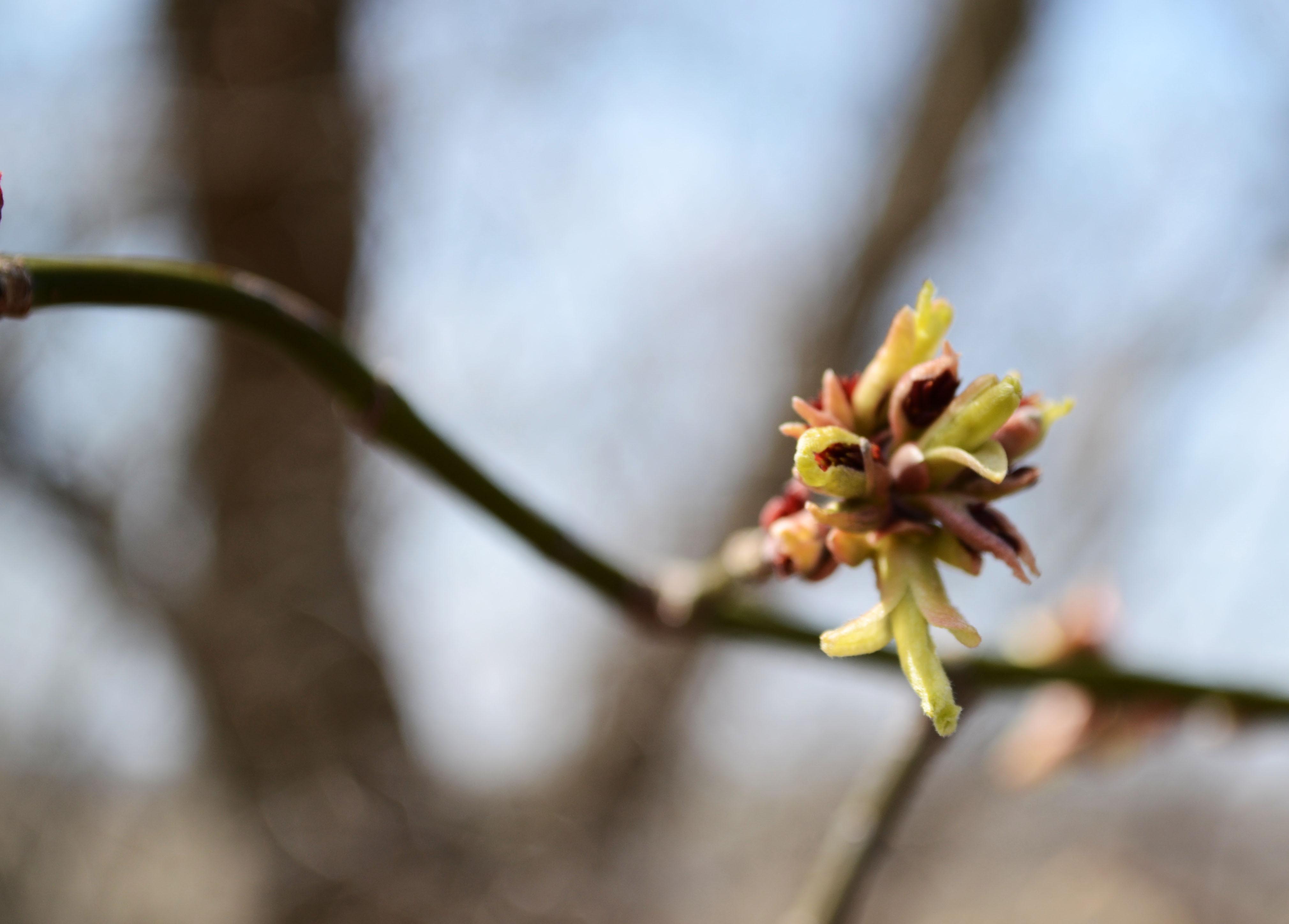 Acer negundo – Purdue Arboretum Explorer