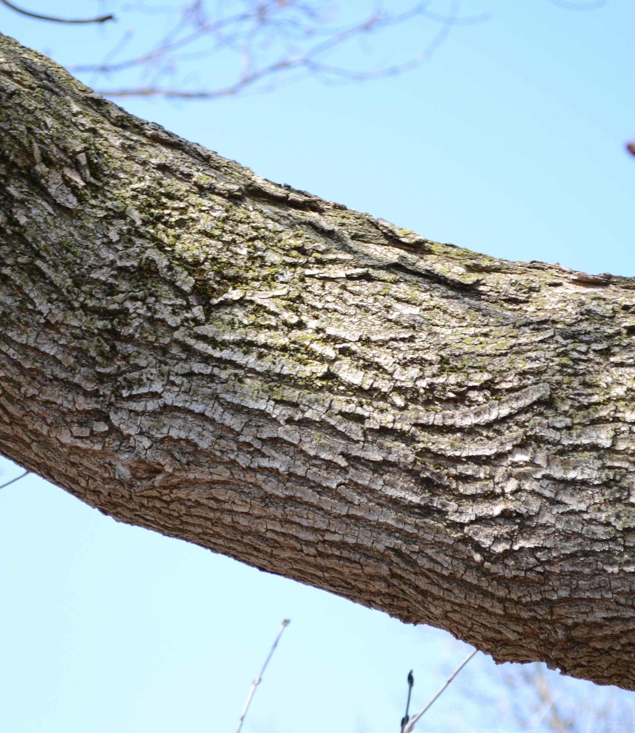 Acer negundo – Purdue Arboretum Explorer
