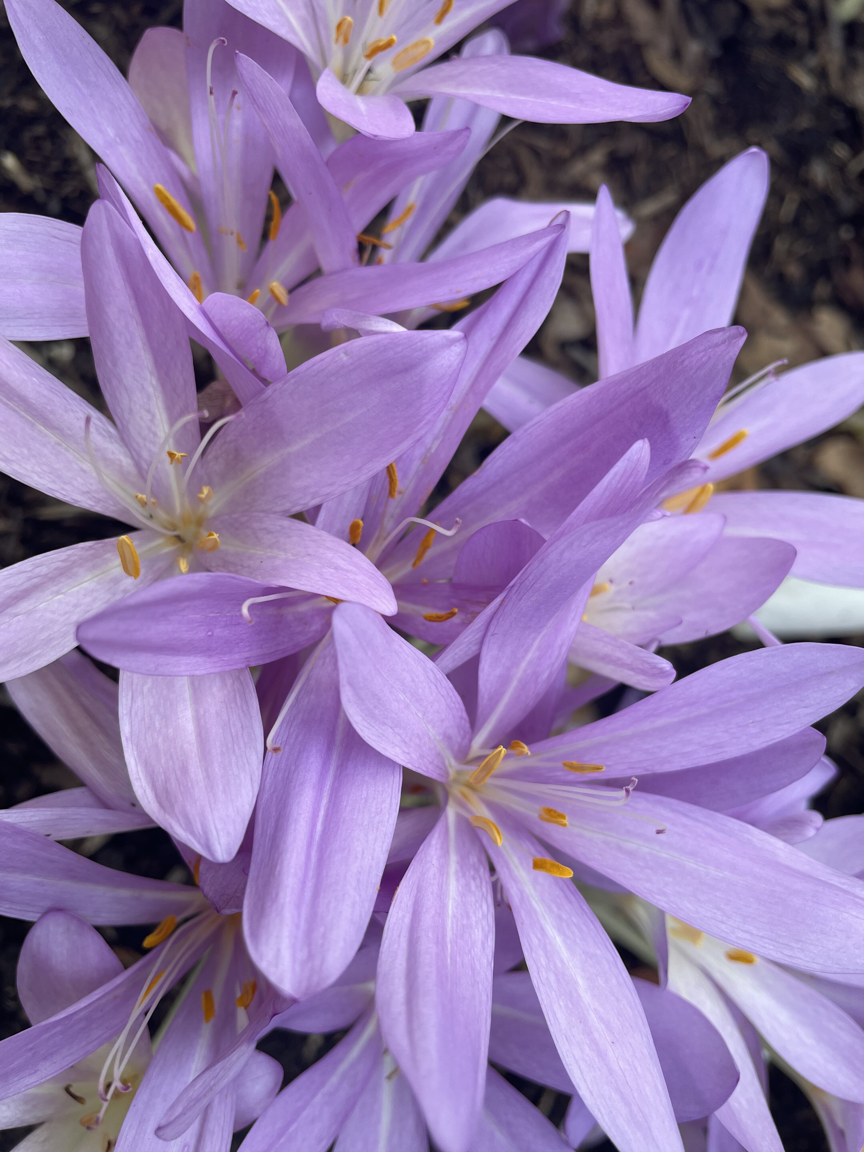 Colchicum autumnale [sold as Autumn Crocus] – Purdue Arboretum Explorer
