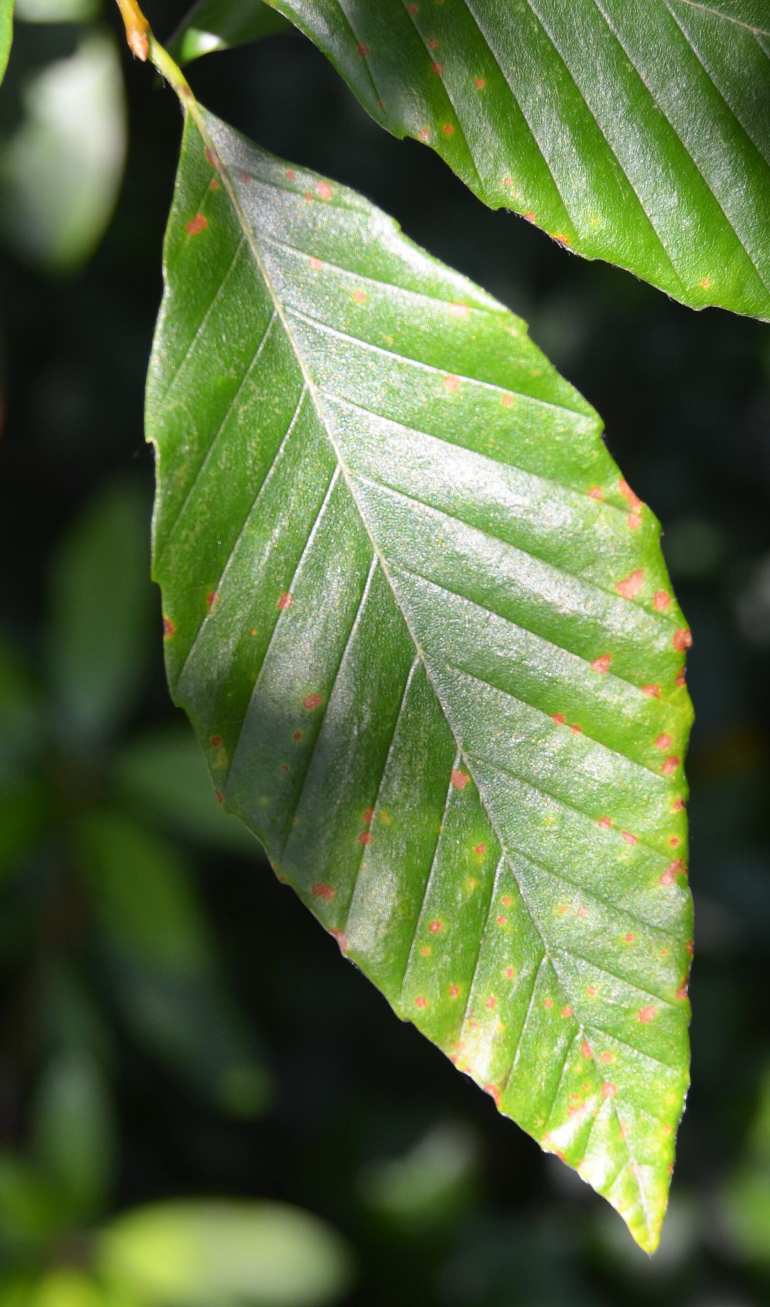 Fagus grandifolia – Purdue Arboretum Explorer