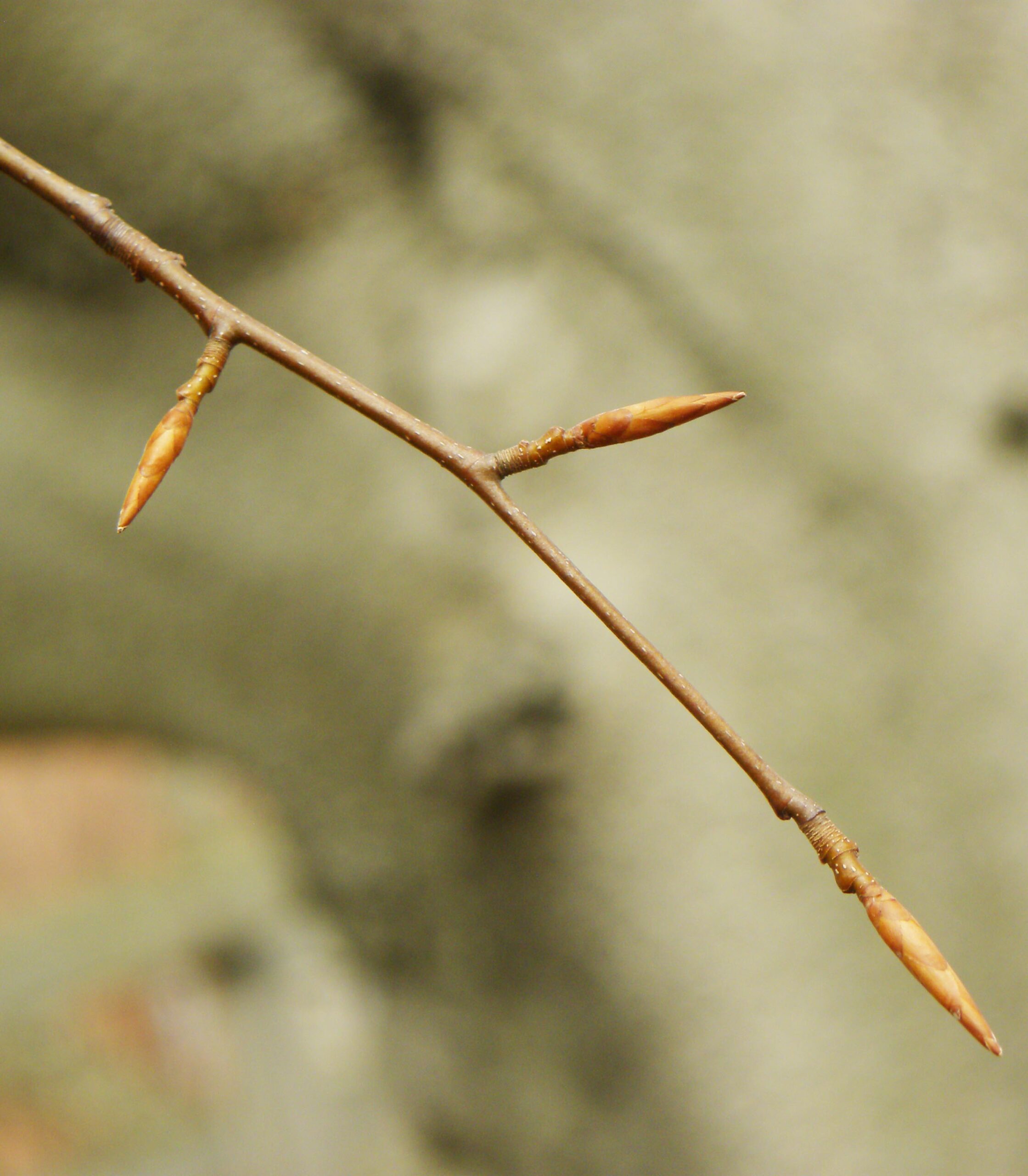 Fagus grandifolia – Purdue Arboretum Explorer