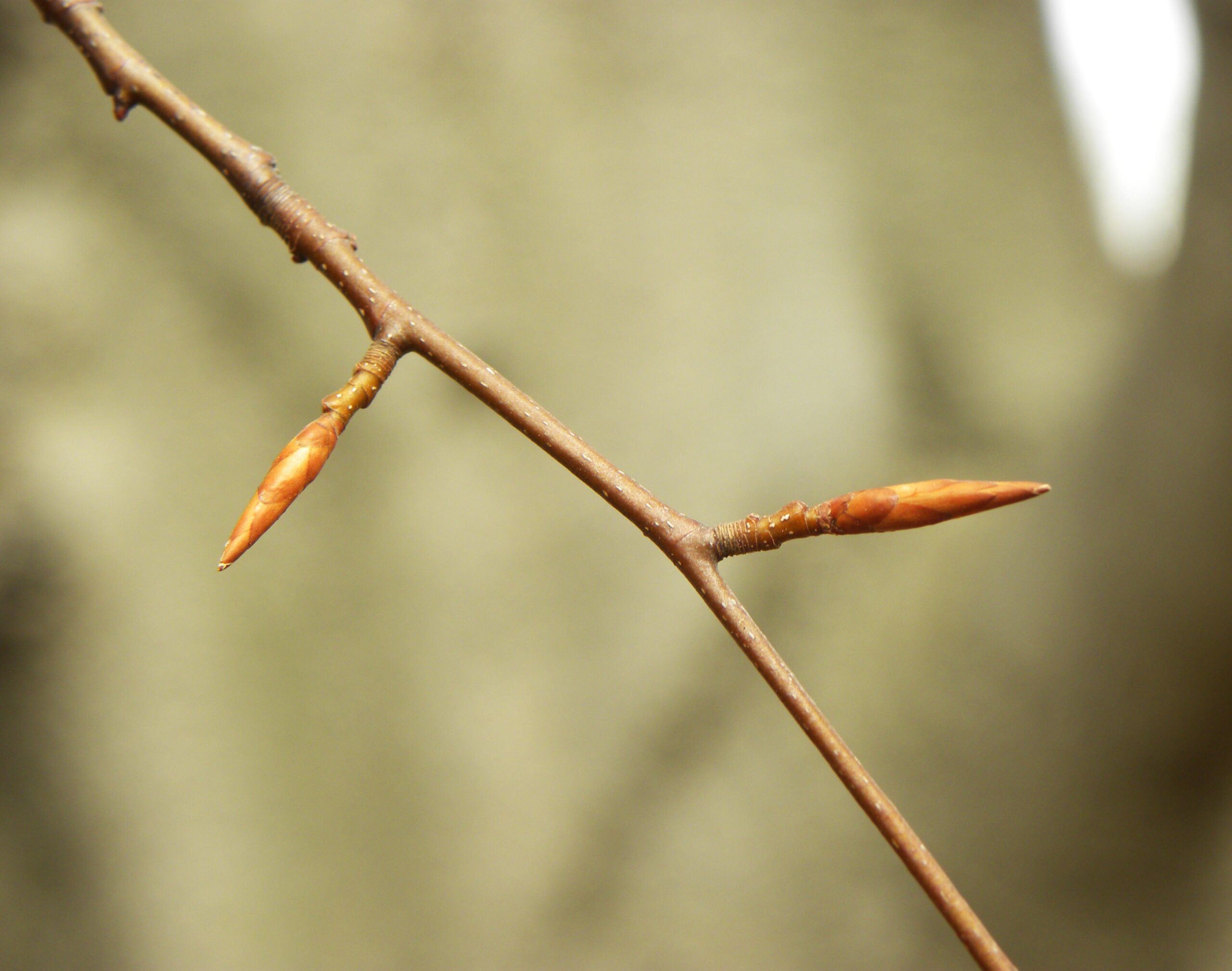 Fagus grandifolia – Purdue Arboretum Explorer