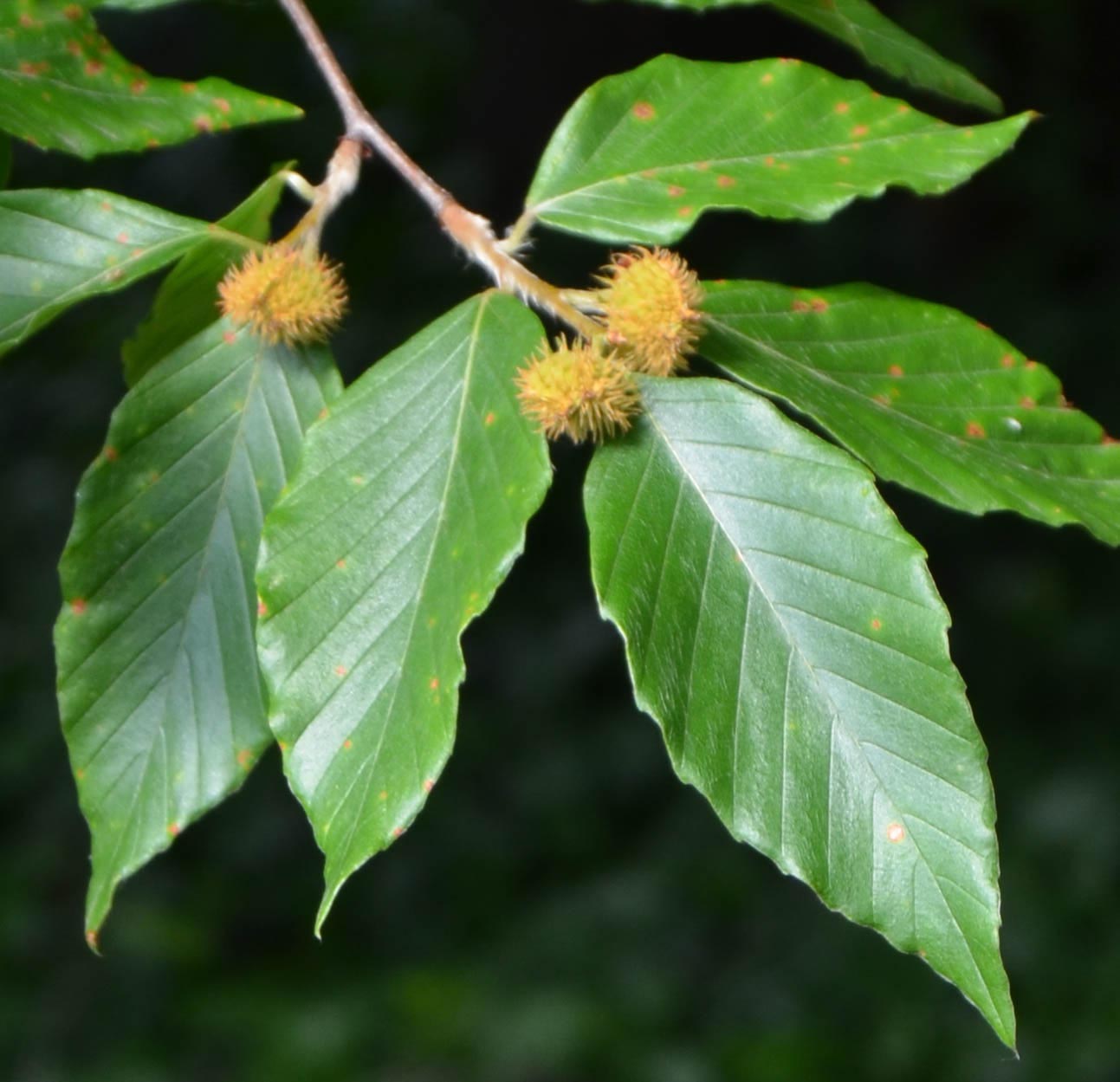 Fagus grandifolia – Purdue Arboretum Explorer