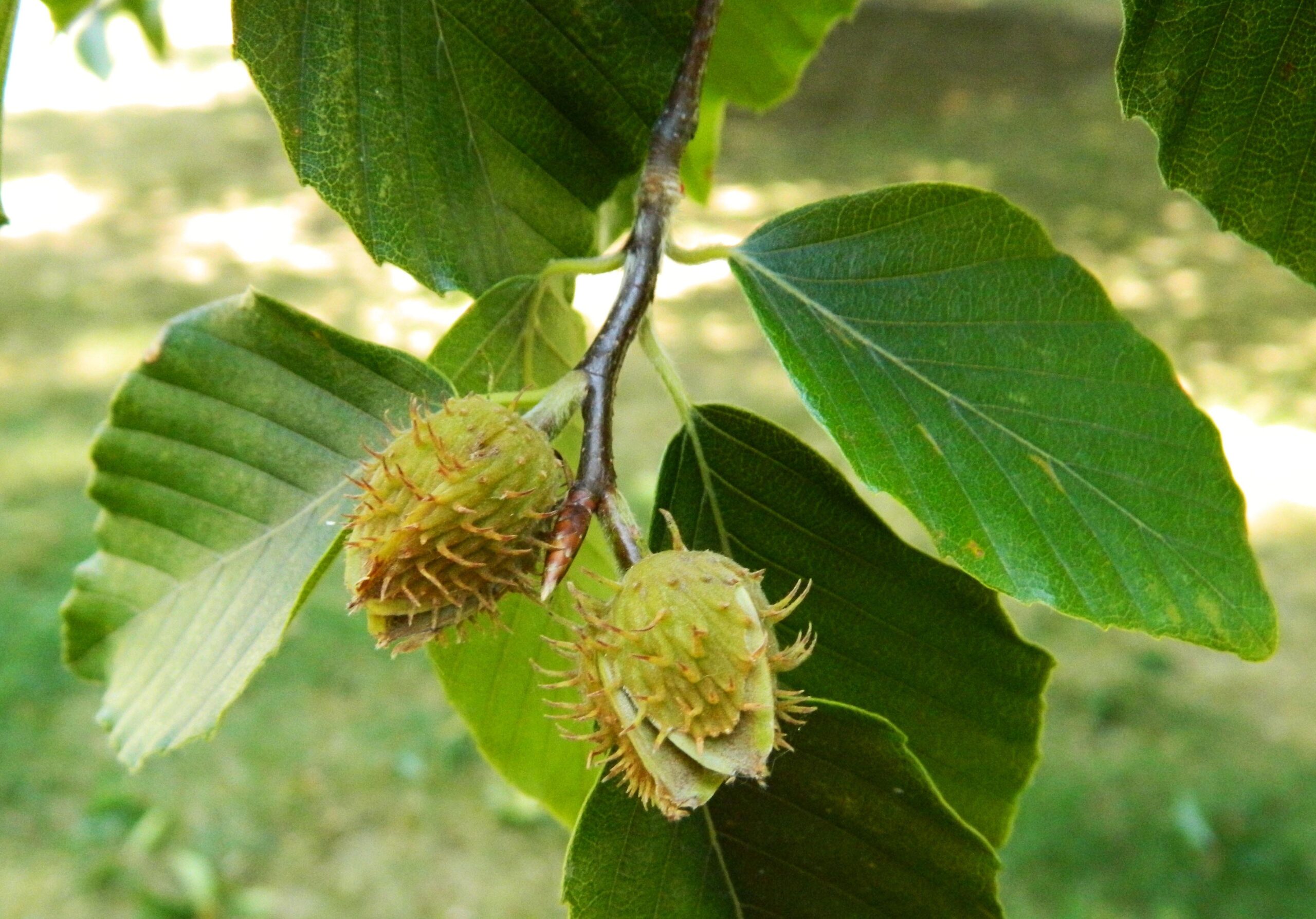 Fagus grandifolia – Purdue Arboretum Explorer