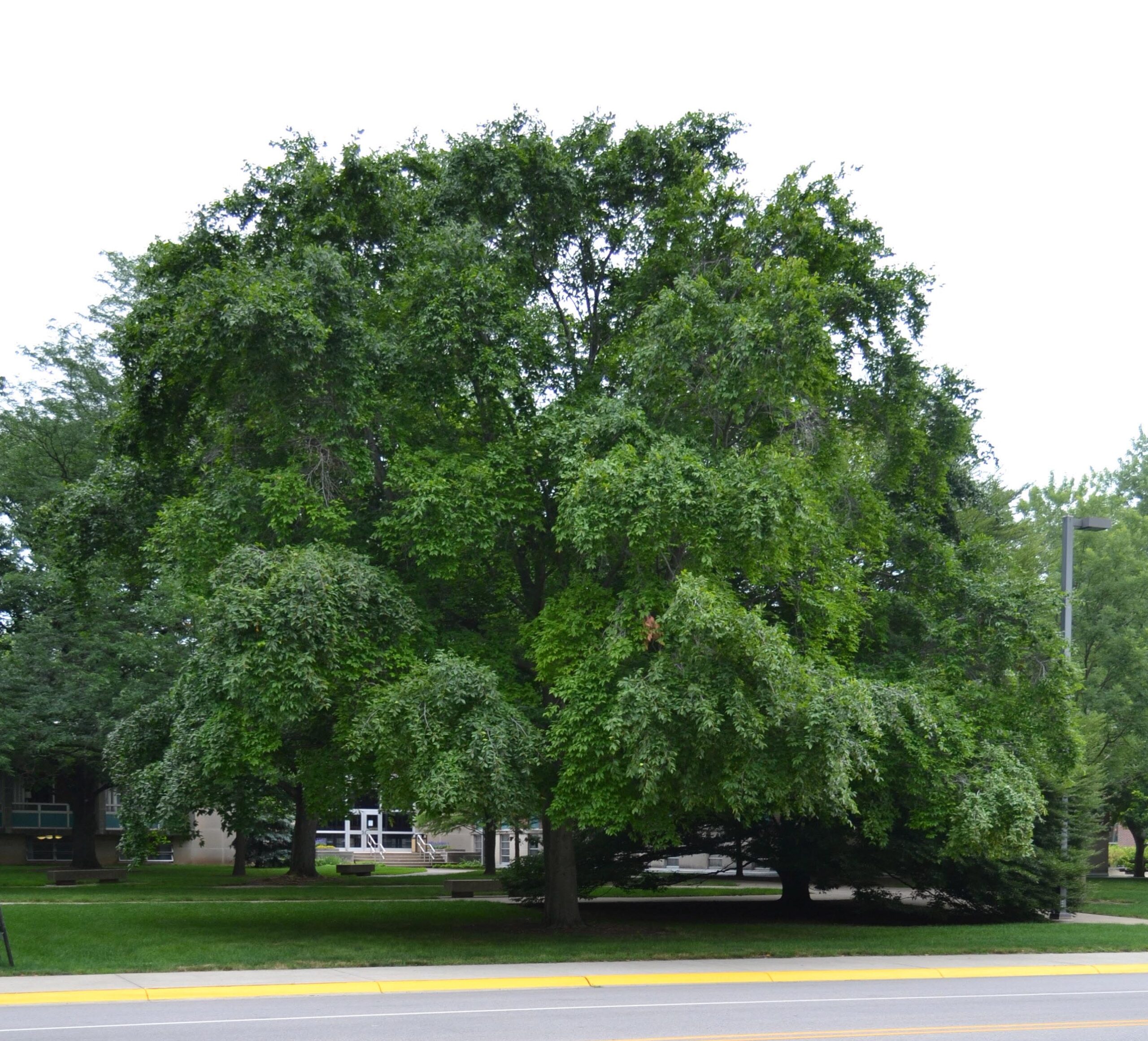 Fagus grandifolia – Purdue Arboretum Explorer