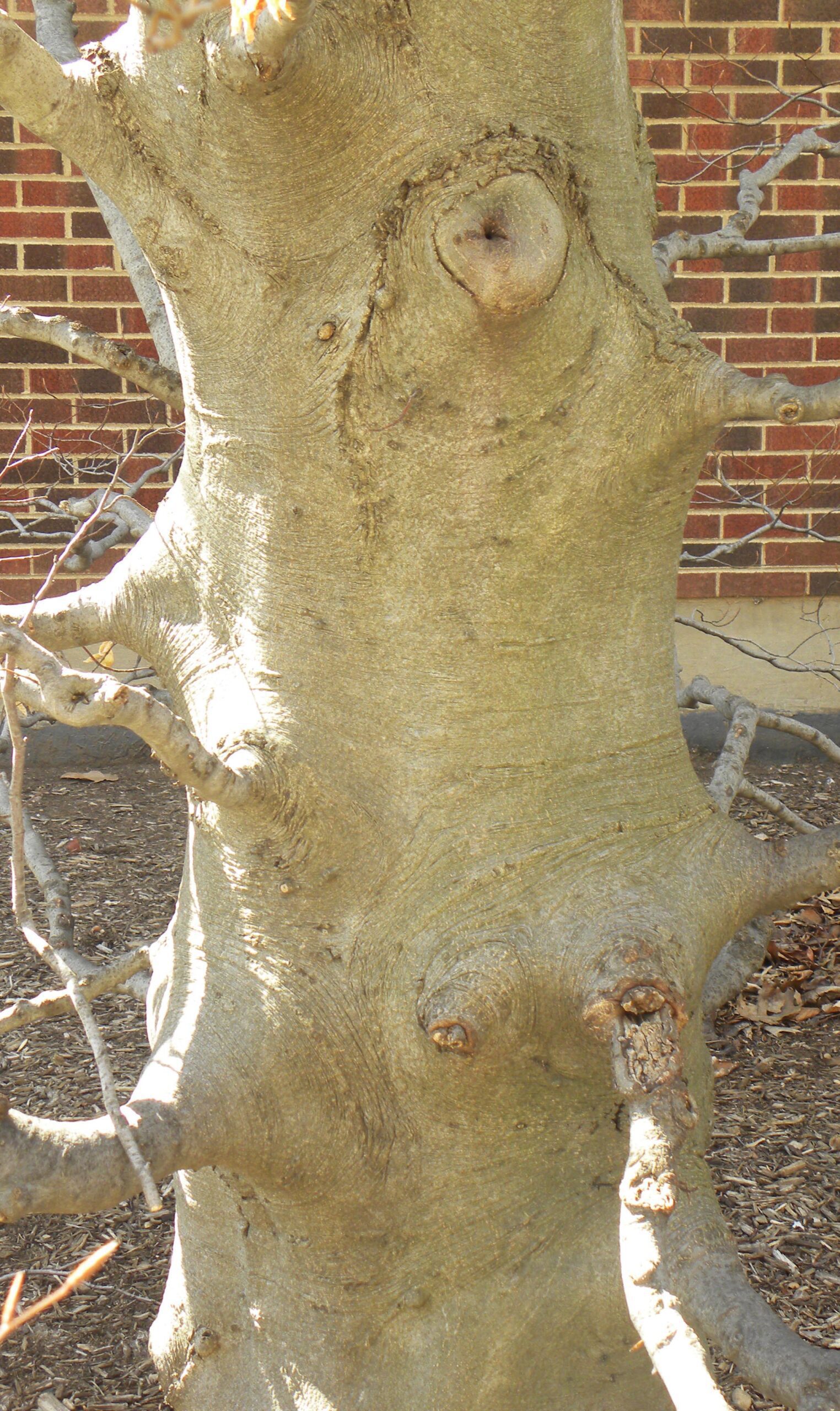 Fagus sylvatica – Purdue Arboretum Explorer
