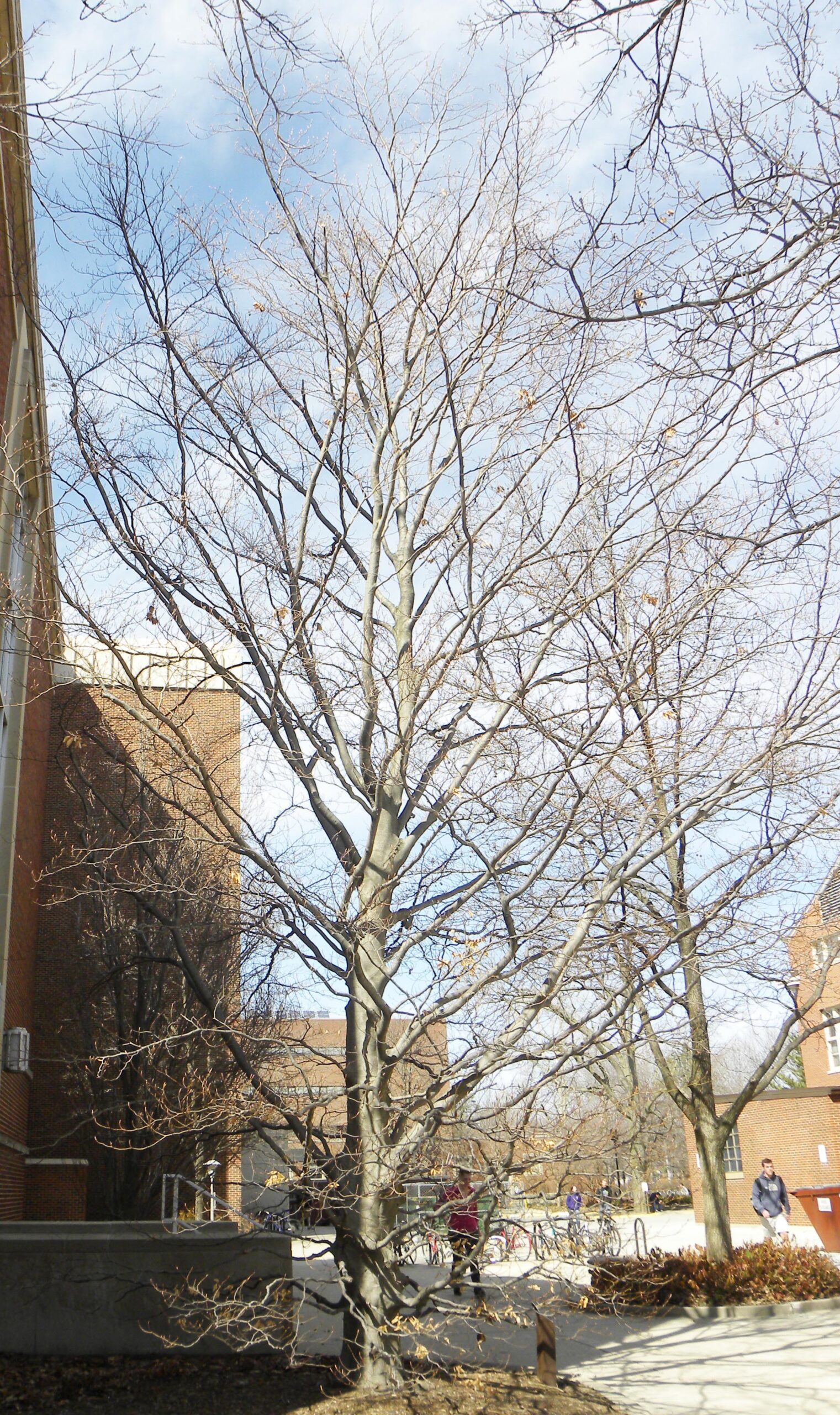 Fagus sylvatica – Purdue Arboretum Explorer