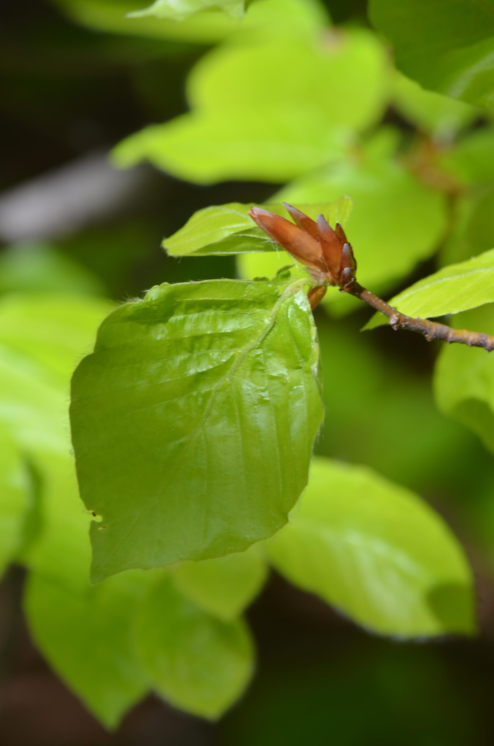 Fagus sylvatica – Purdue Arboretum Explorer