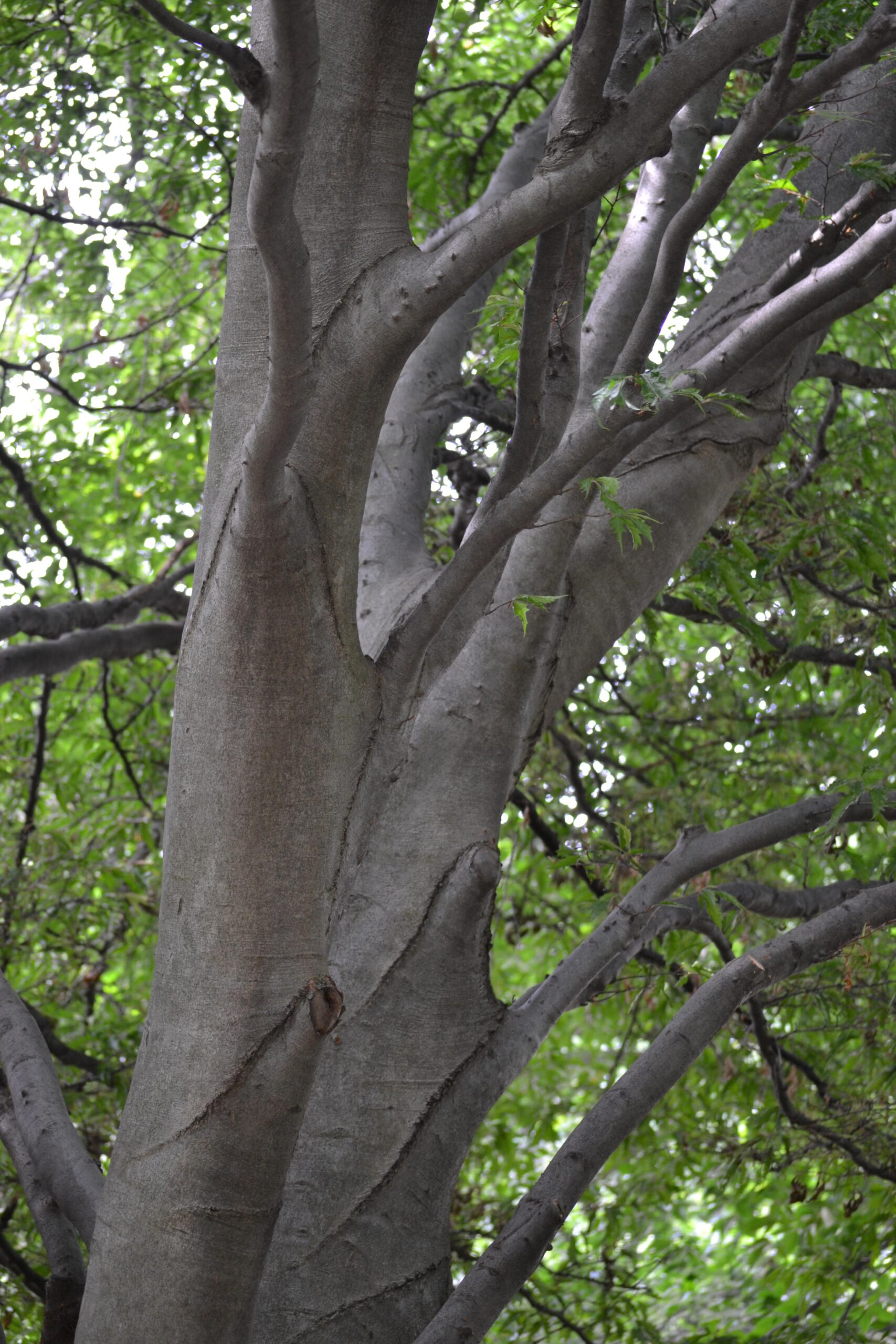 Fagus sylvatica var. heterophylla ‘Asplenifolia’ – Purdue Arboretum ...